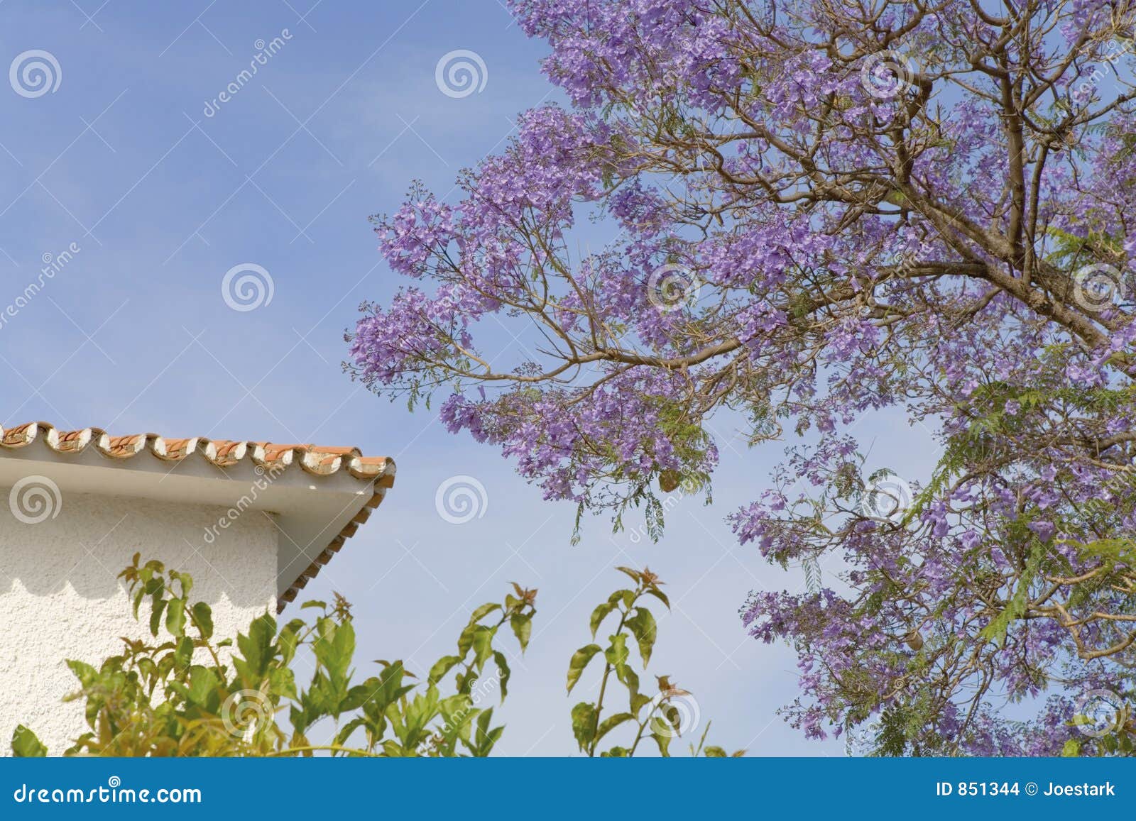 De bloesem van Jacaranda stock foto. Image of blauw, bloemen - 851344