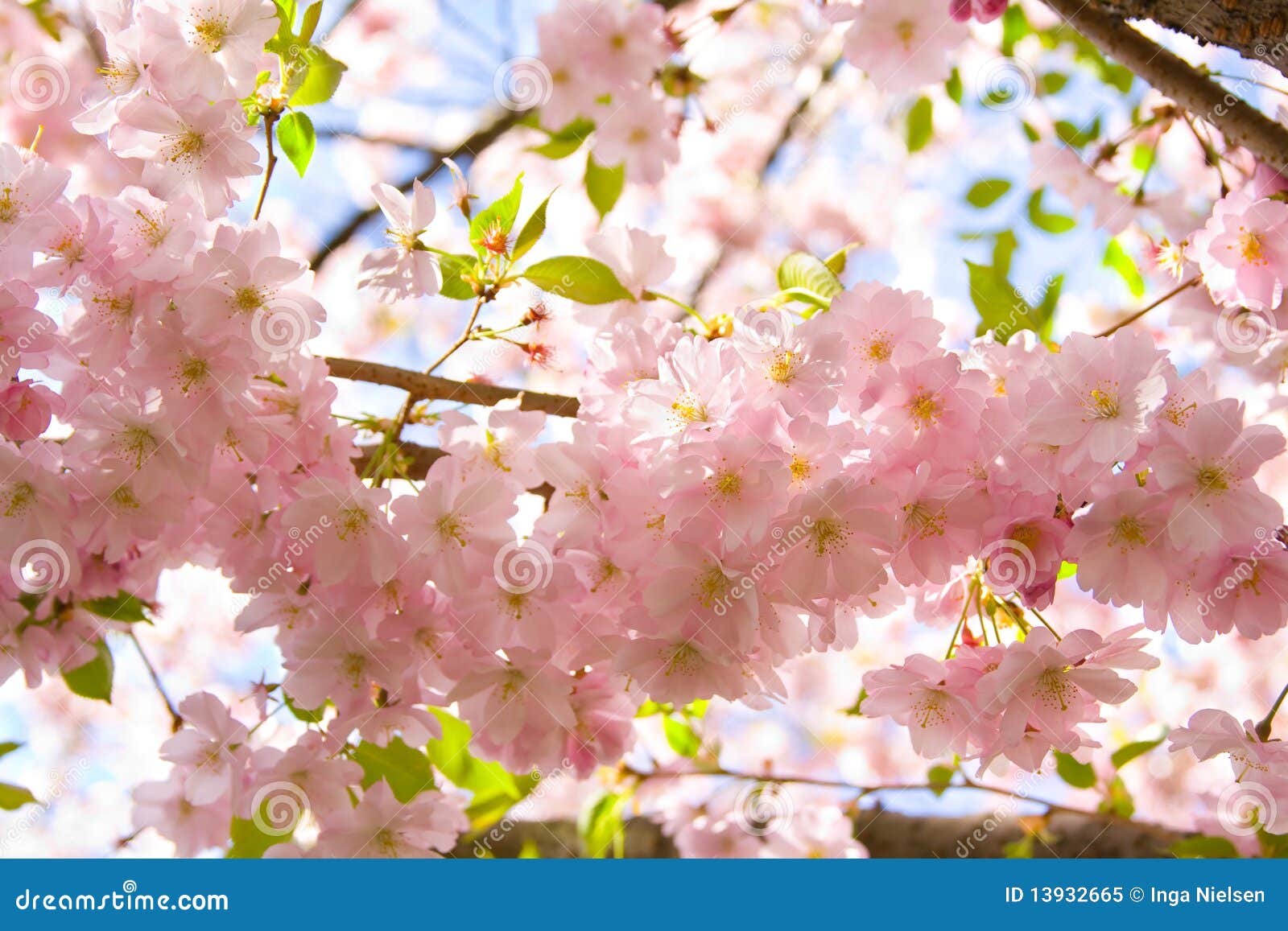 De bloesems van de kers stock afbeelding. Image of bloesems - 13932665