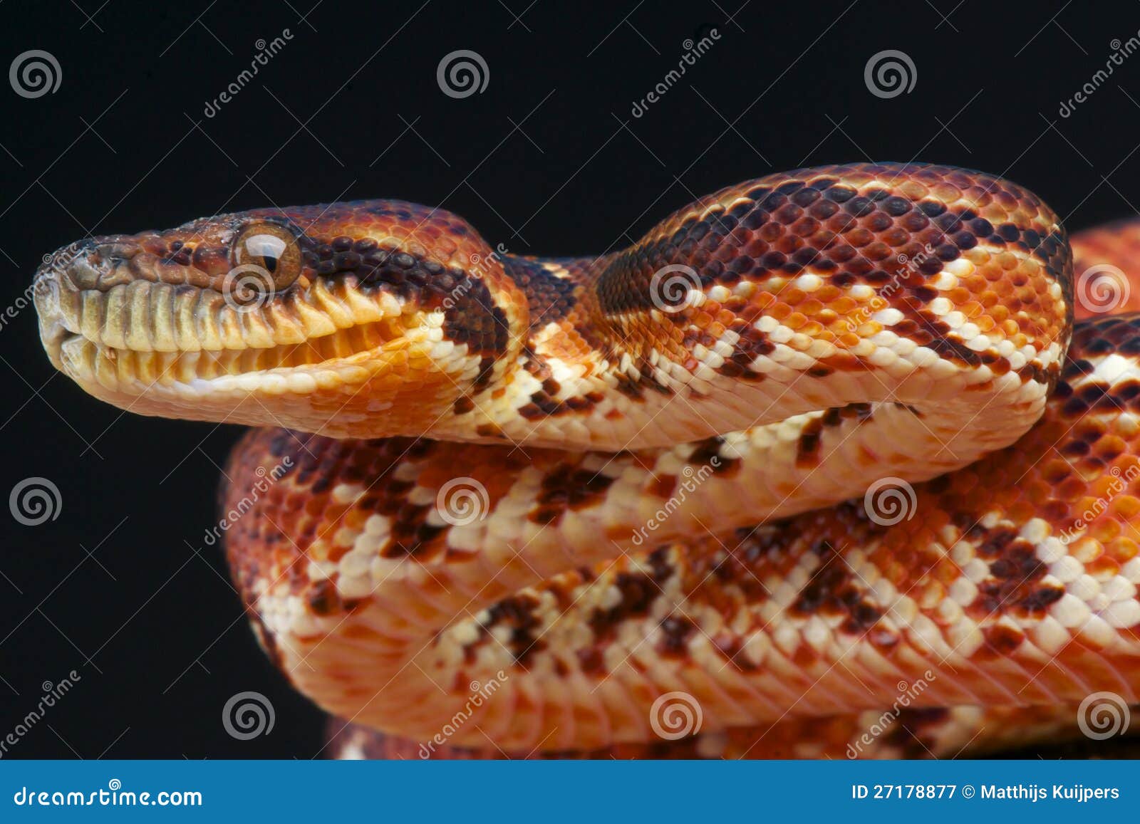 De Boa Van De Boom Van Madagascar Stock Afbeelding - Image of rood ...