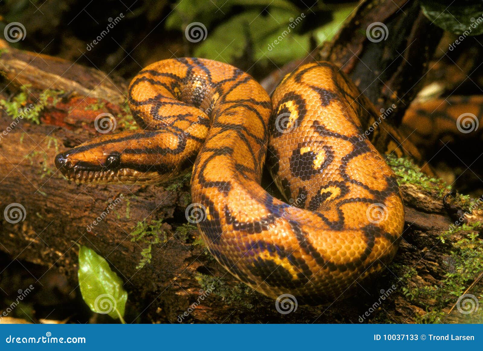 De boa van de regenboog stock afbeelding. Image of slang - 10037133