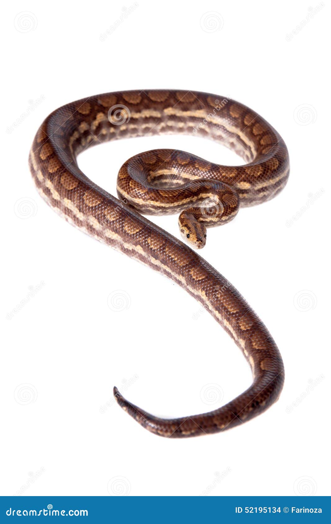 De Boa Van De Regenboogboom Op Witte Achtergrond Stock Foto - Image of ...