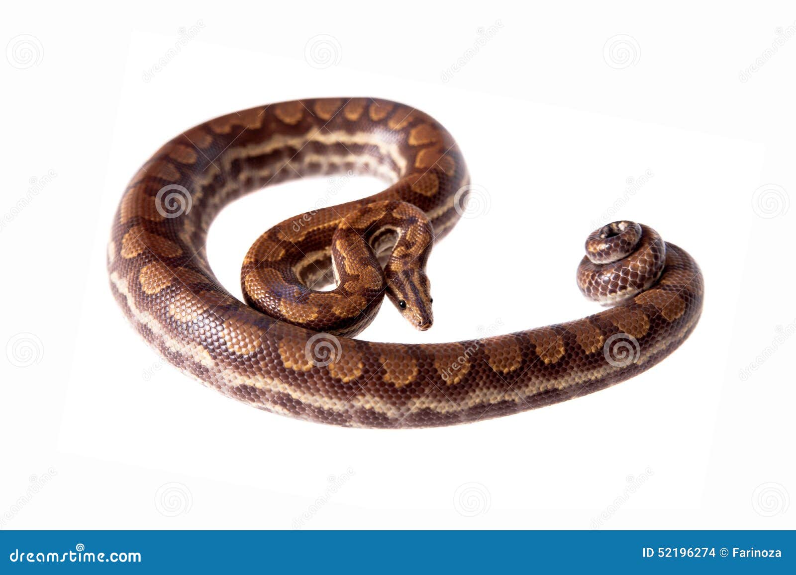 De Boa Van De Regenboogboom Op Witte Achtergrond Stock Foto - Image of ...