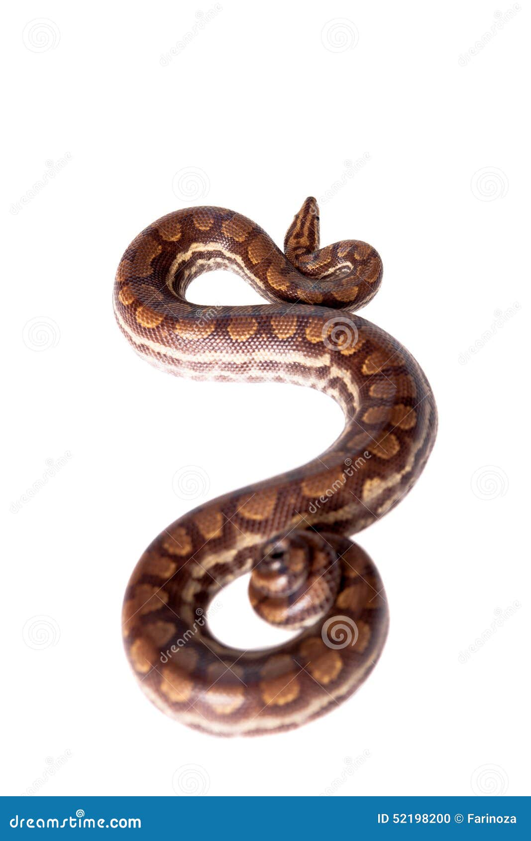 De Boa Van De Regenboogboom Op Witte Achtergrond Stock Foto - Image of ...