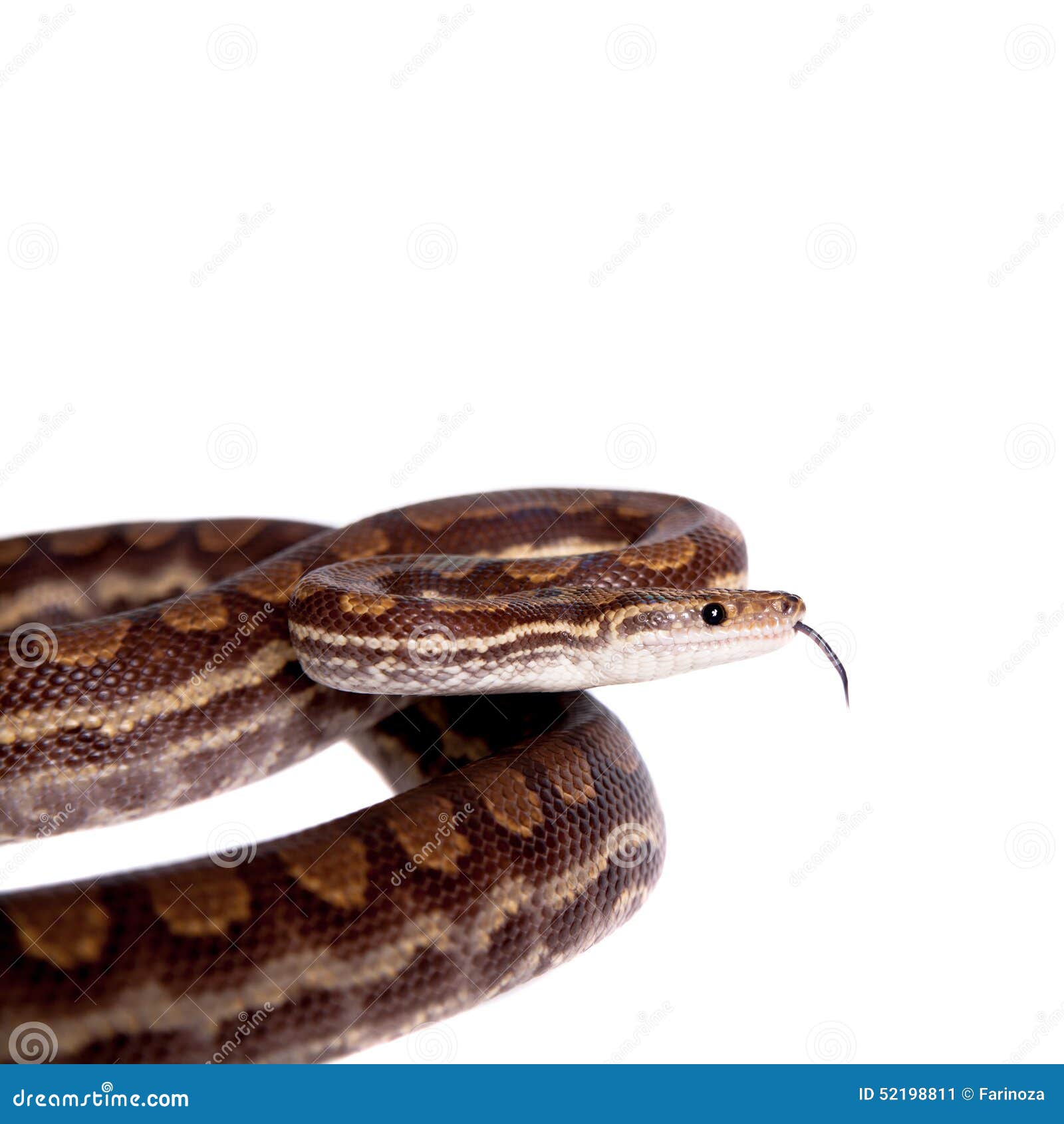 De Boa Van De Regenboogboom Op Witte Achtergrond Stock Afbeelding ...