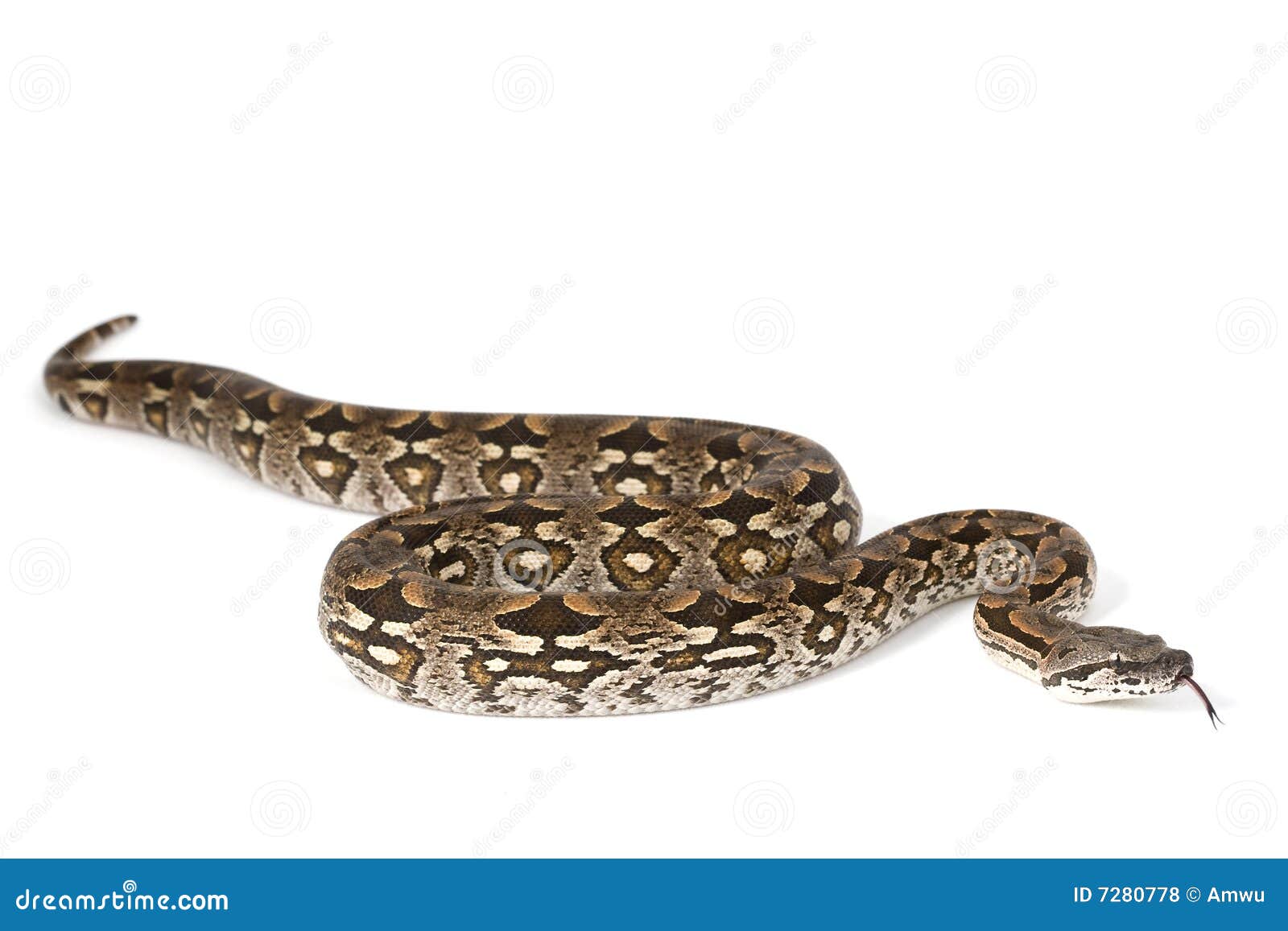 De Boa Van Dumeril (dumerili Van De Boa) Stock Foto - Image of huisdier ...