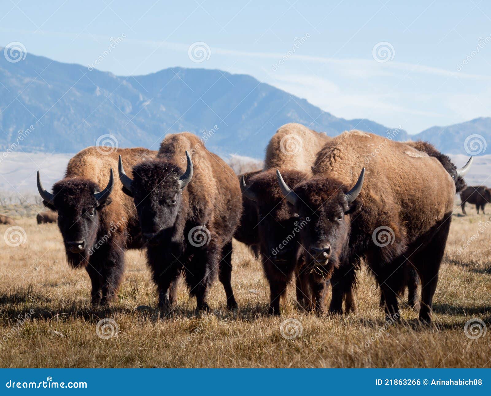 De Boerderij van buffels stock foto. Image of wild, amerikaans - 21863266