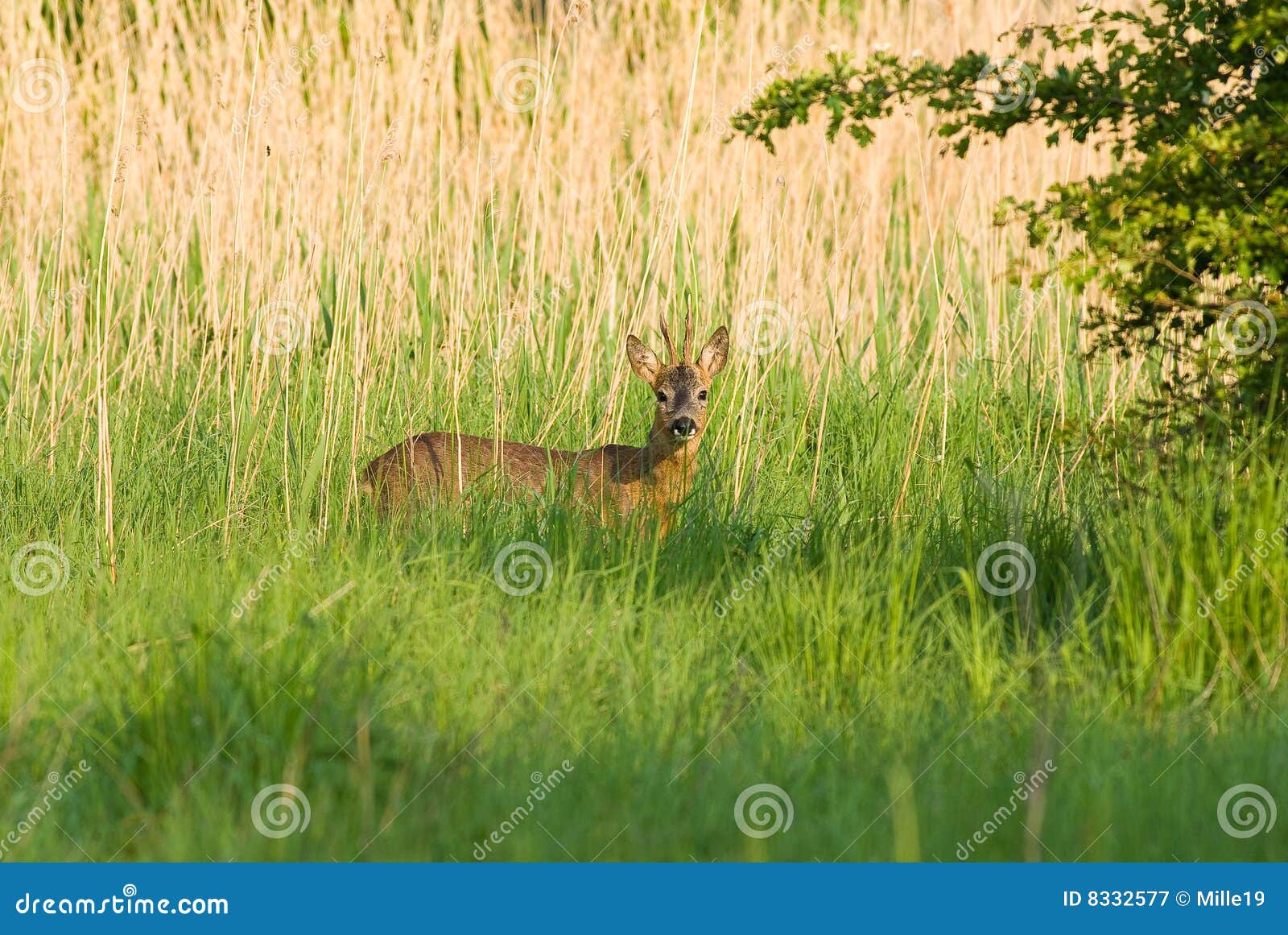 De bok van reeën stock afbeelding. Image of wild, mannetje - 8332577