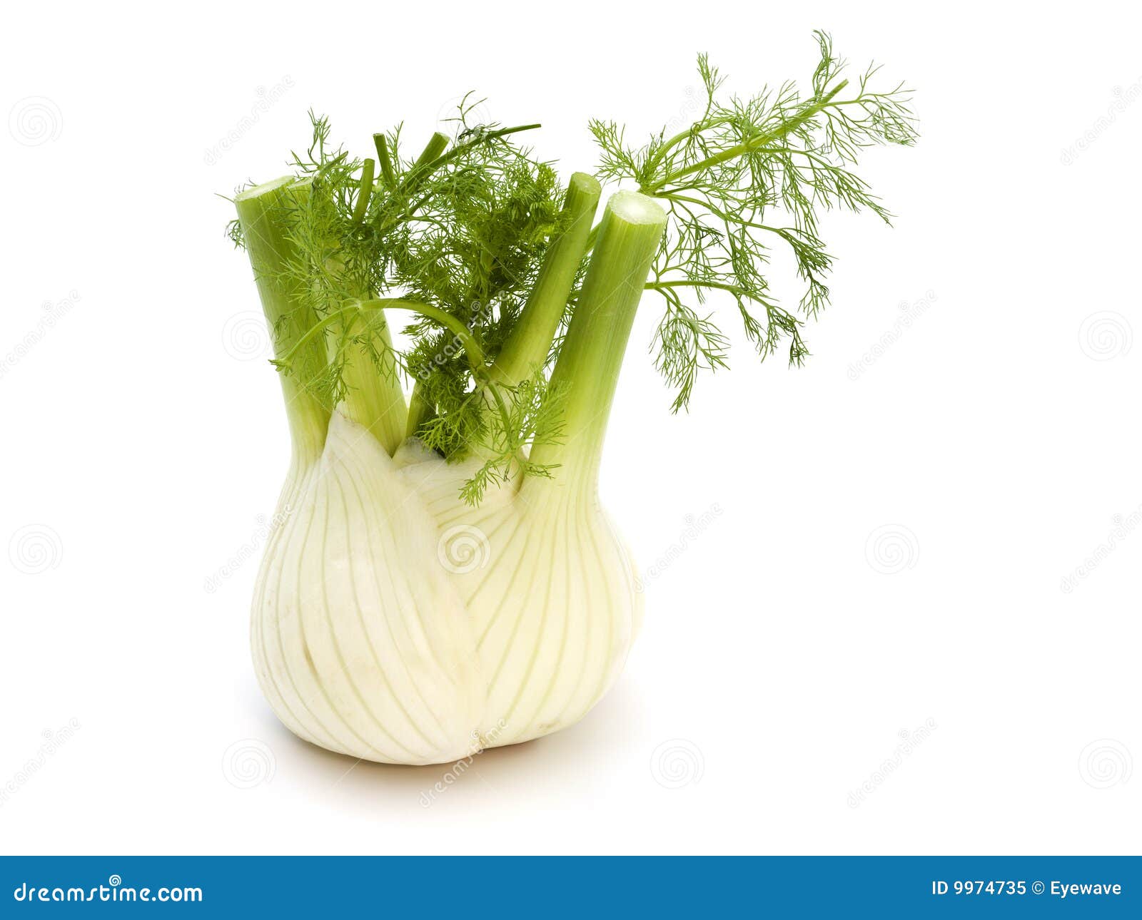 De bol van de venkel stock afbeelding. Image of vers, venkel - 9974735