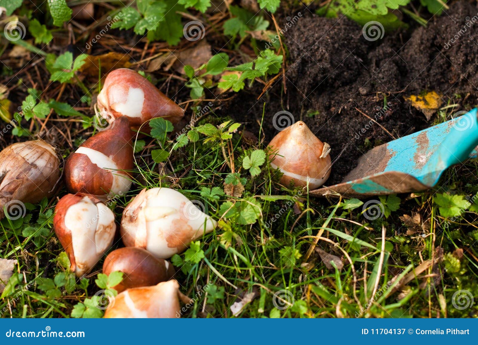 De bollen van de bloem stock afbeelding. Image of weide - 11704137
