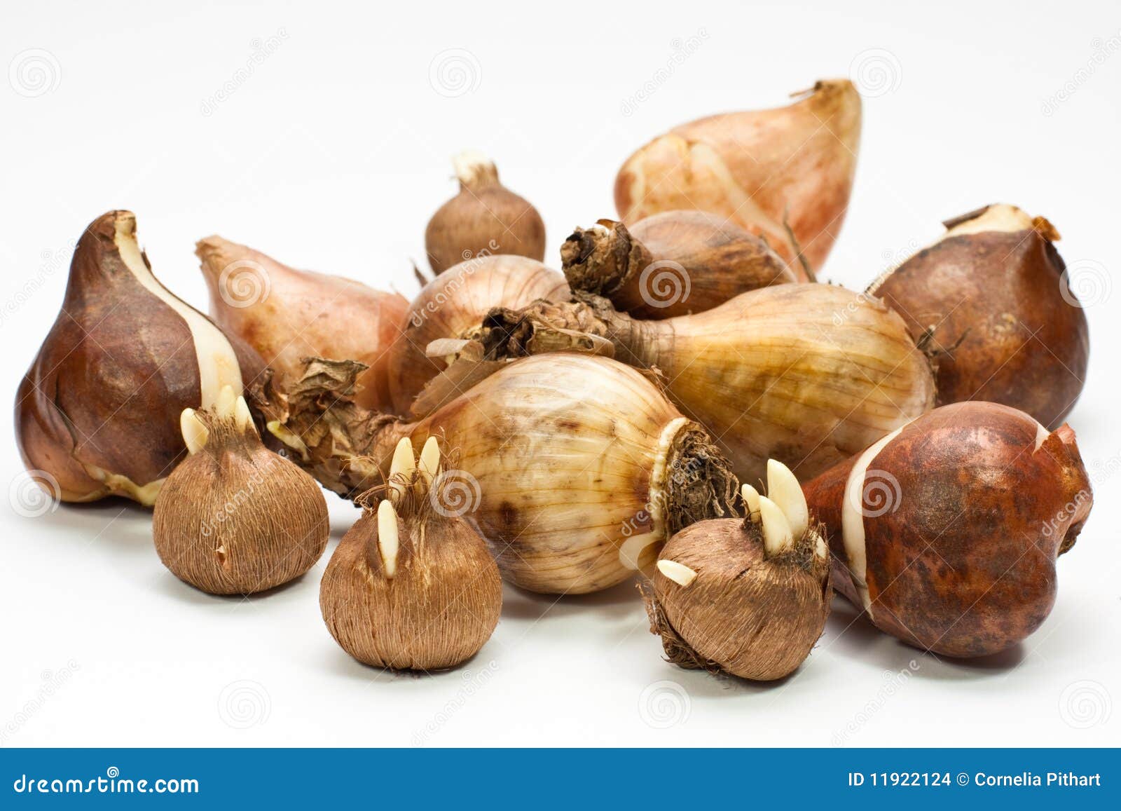 De bollen van de bloem stock foto. Image of sluit, bruin - 11922124