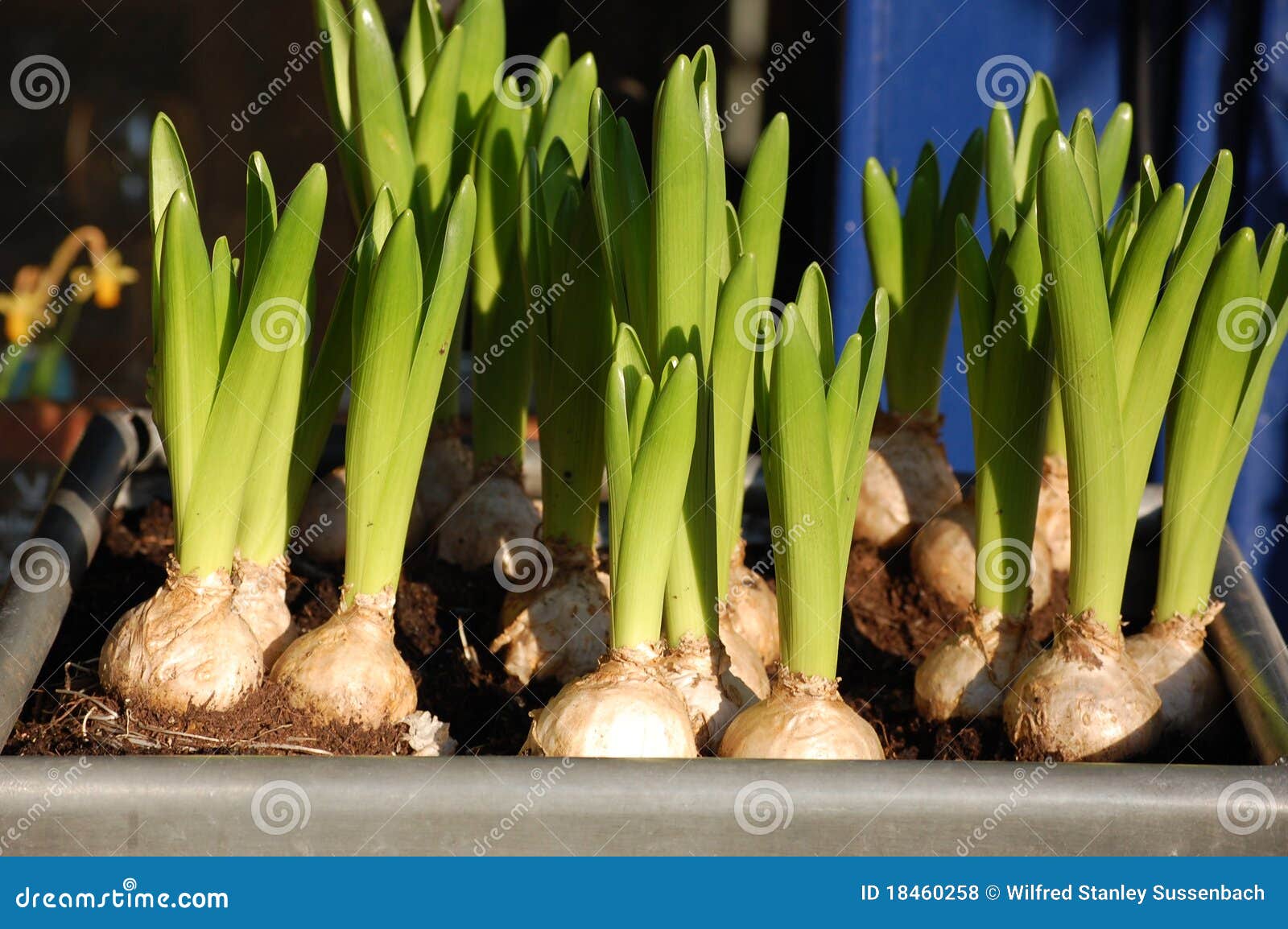 De bollen van de bloem stock foto. Image of verscheidene - 18460258