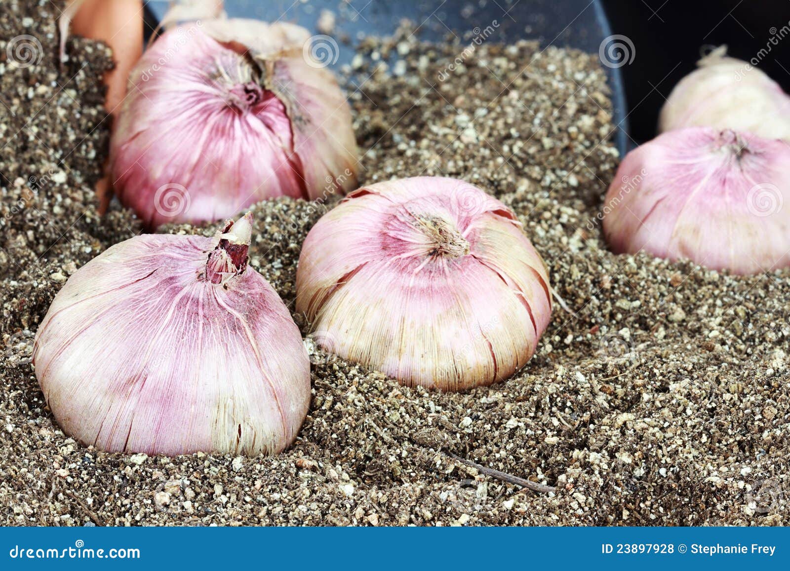 De Bollen Van De Bloem En Potting Grond Stock Foto - Image of bollen ...