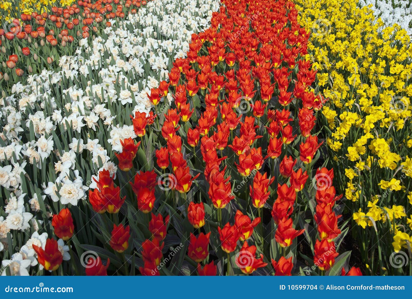 De Bollen Van De Lente in Nederland Stock Foto - Image of kledij, tulp ...