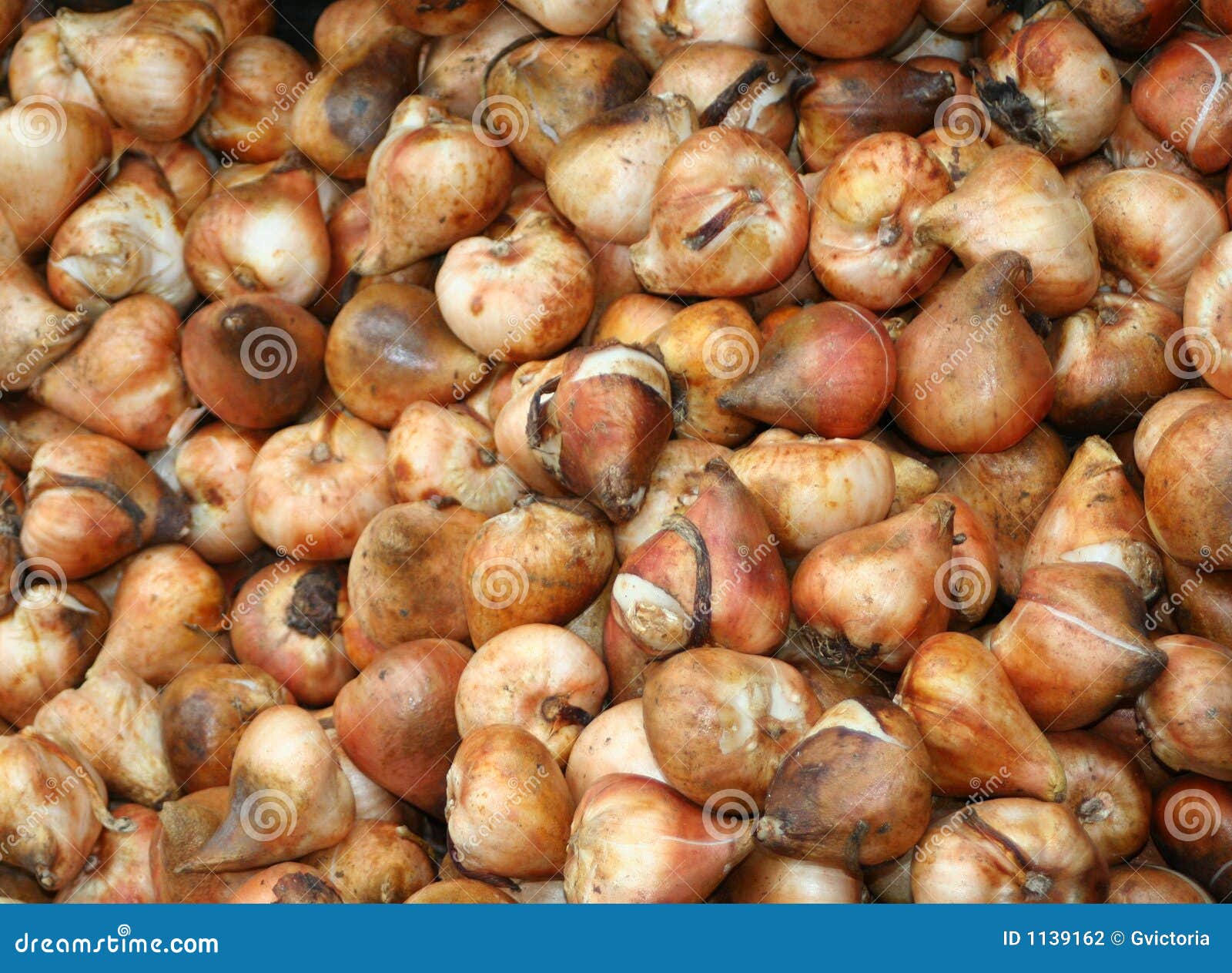 De bollen van de tulp stock foto. Image of markt, seizoen - 1139162