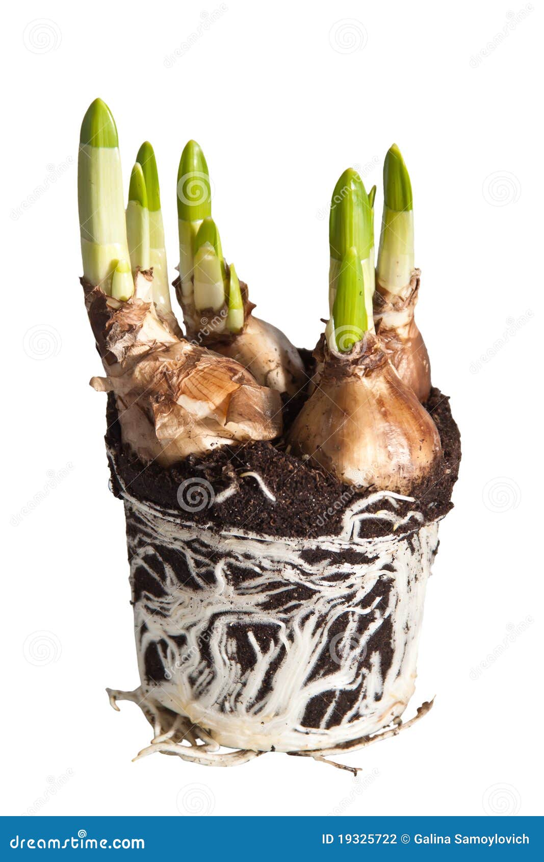 De bollen van de tulp stock foto. Image of bollen, wortels - 19325722