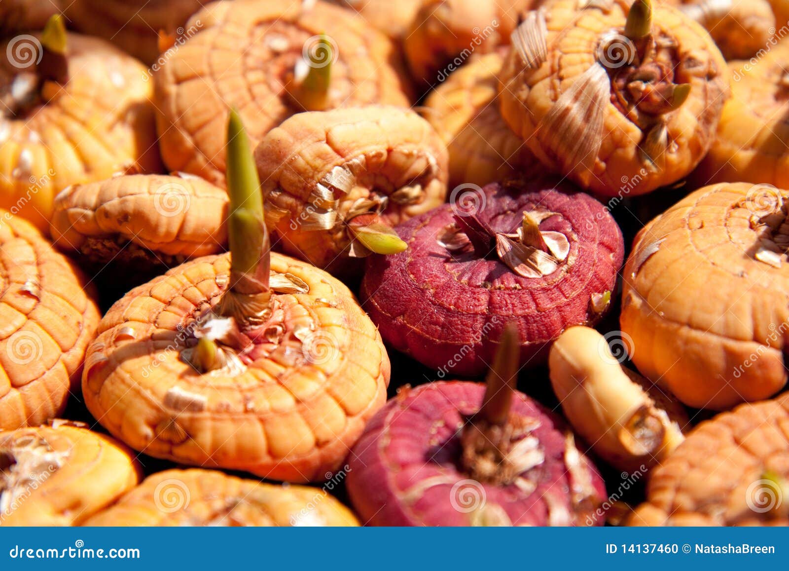 De bollen van gladiolen stock foto. Image of landelijk - 14137460