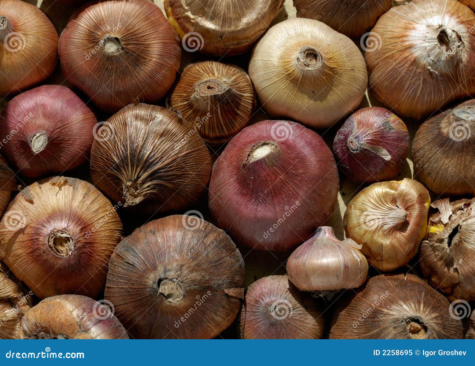 De bollen van Gladiolen stock afbeelding. Image of tuin - 2258695