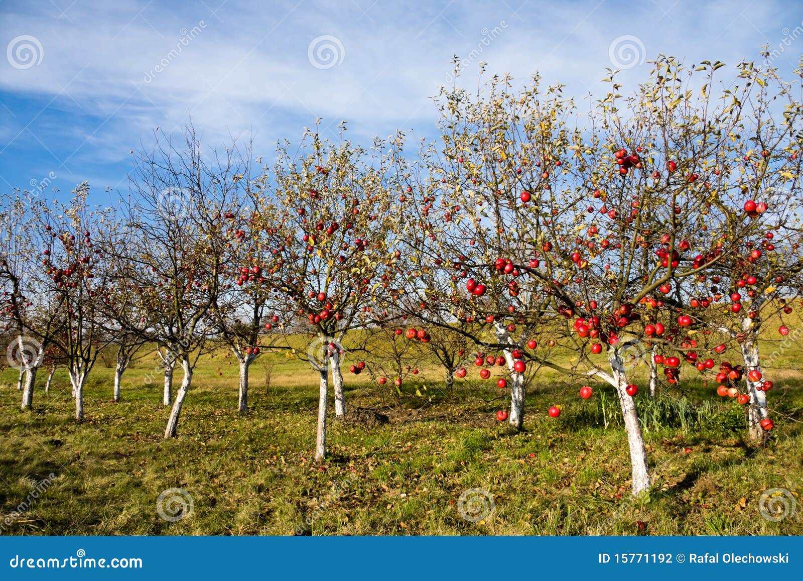 De Bomen Van De Appel Met Rijpe Vruchten Stock Foto - Image of kleur ...