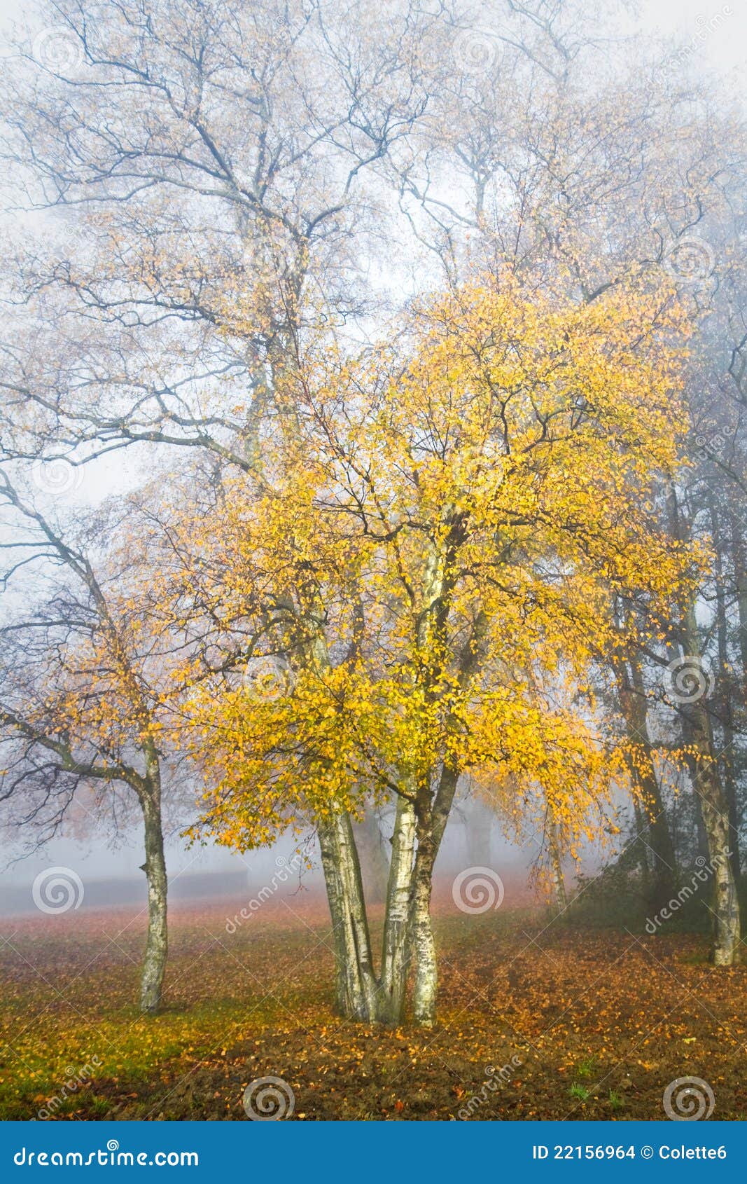 De Bomen Van De Berk in De Mist in De Herfst Stock Foto - Image of ...