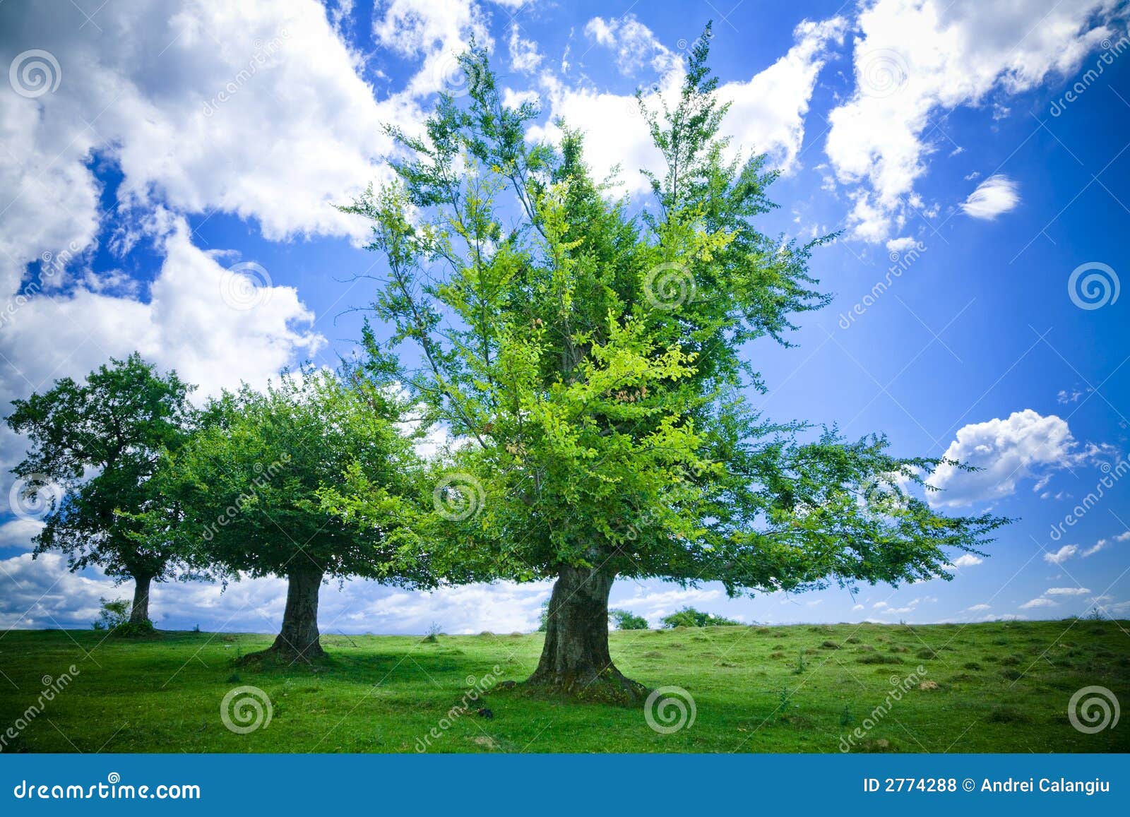 De bomen van de beuk stock foto. Image of boom, installaties - 2774288