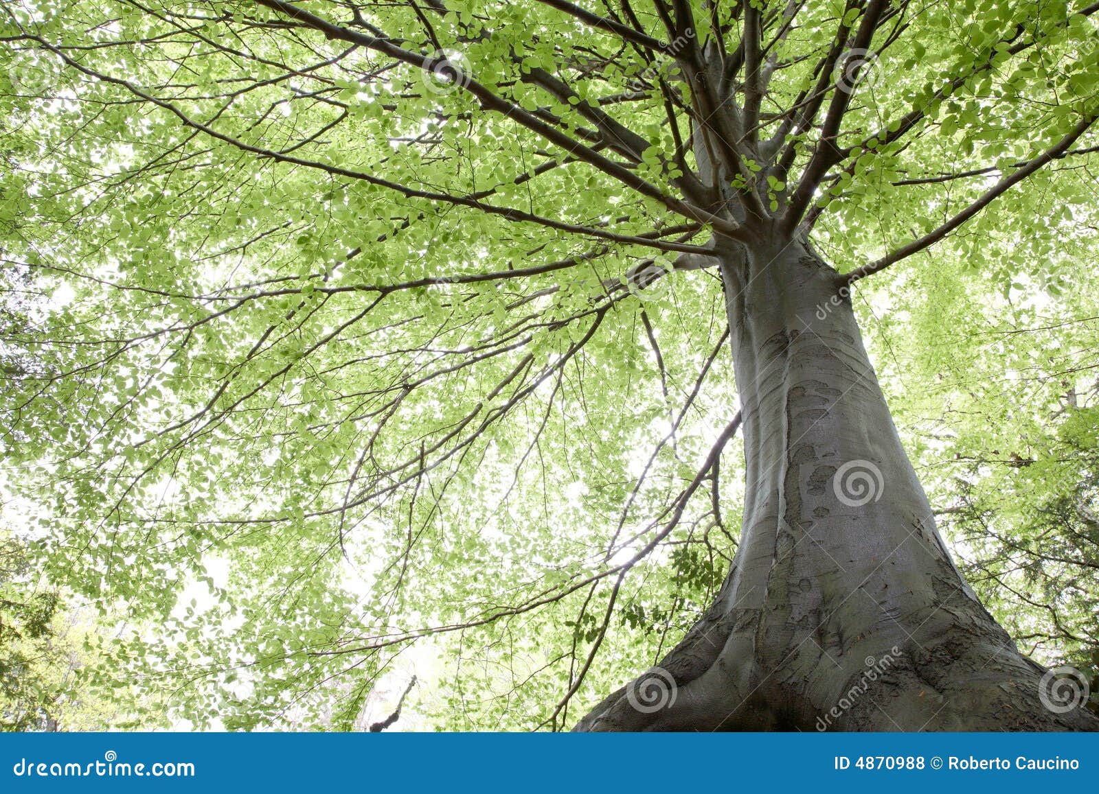 De Bomen Van De Beuk Tijdens De Lente Stock Foto - Image of groen ...