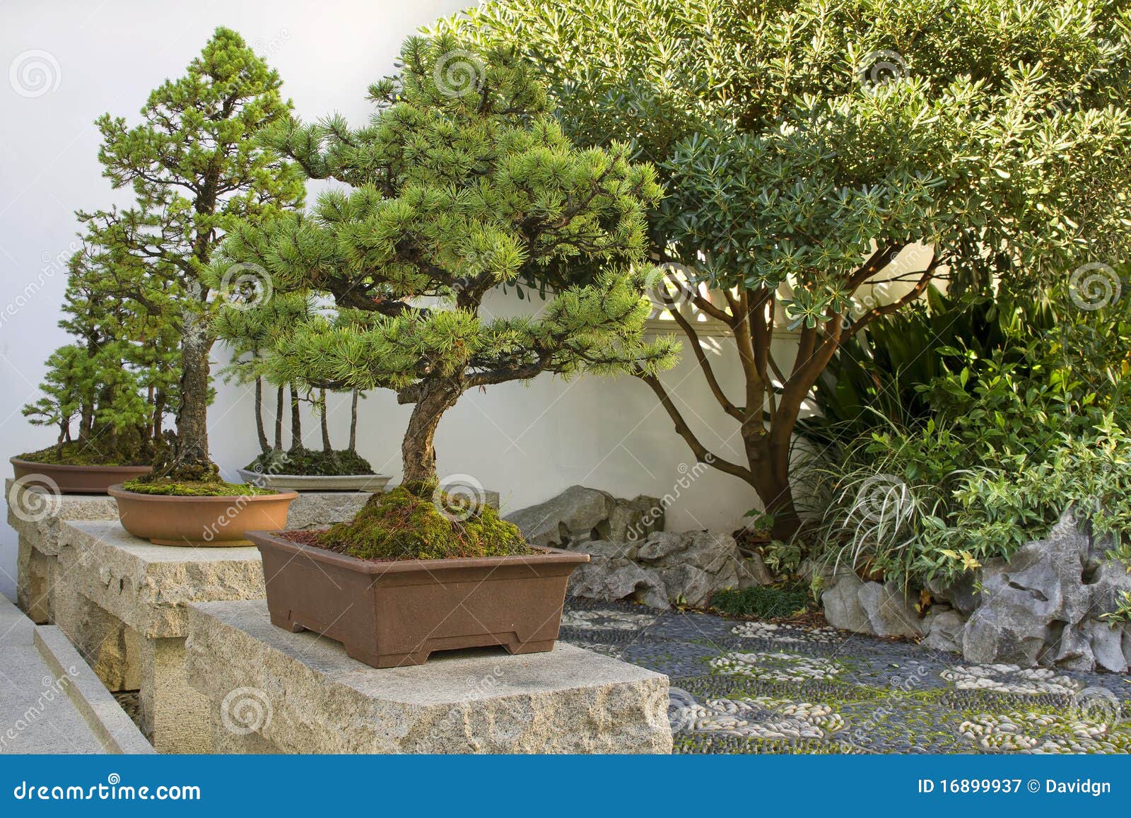 De Bomen Van De Bonsai in Chinese Tuin Stock Afbeelding - Image of vlak ...