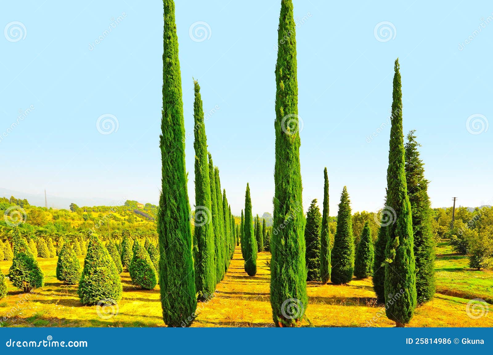 De Bomen van de cipres stock foto. Image of buiten, tuin - 25814986