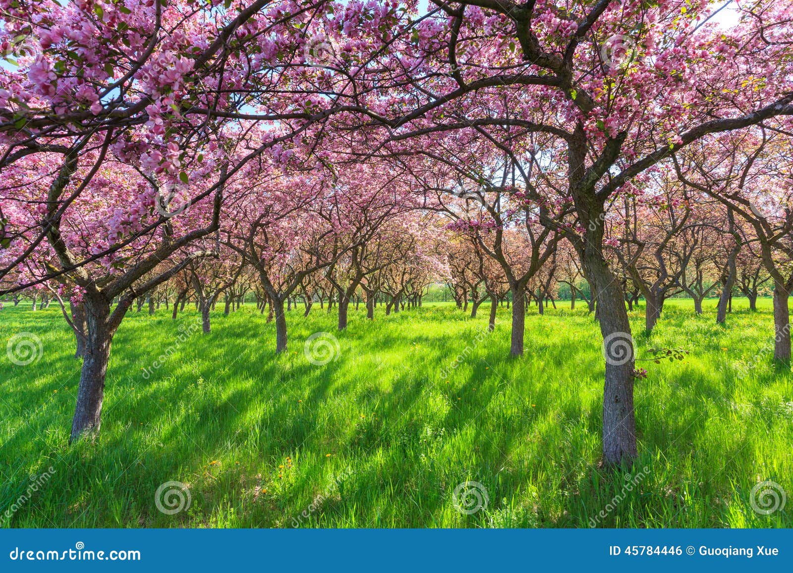 De Bomen Van De De Lentebloesem Stock Foto - Image of lente, park: 45784446