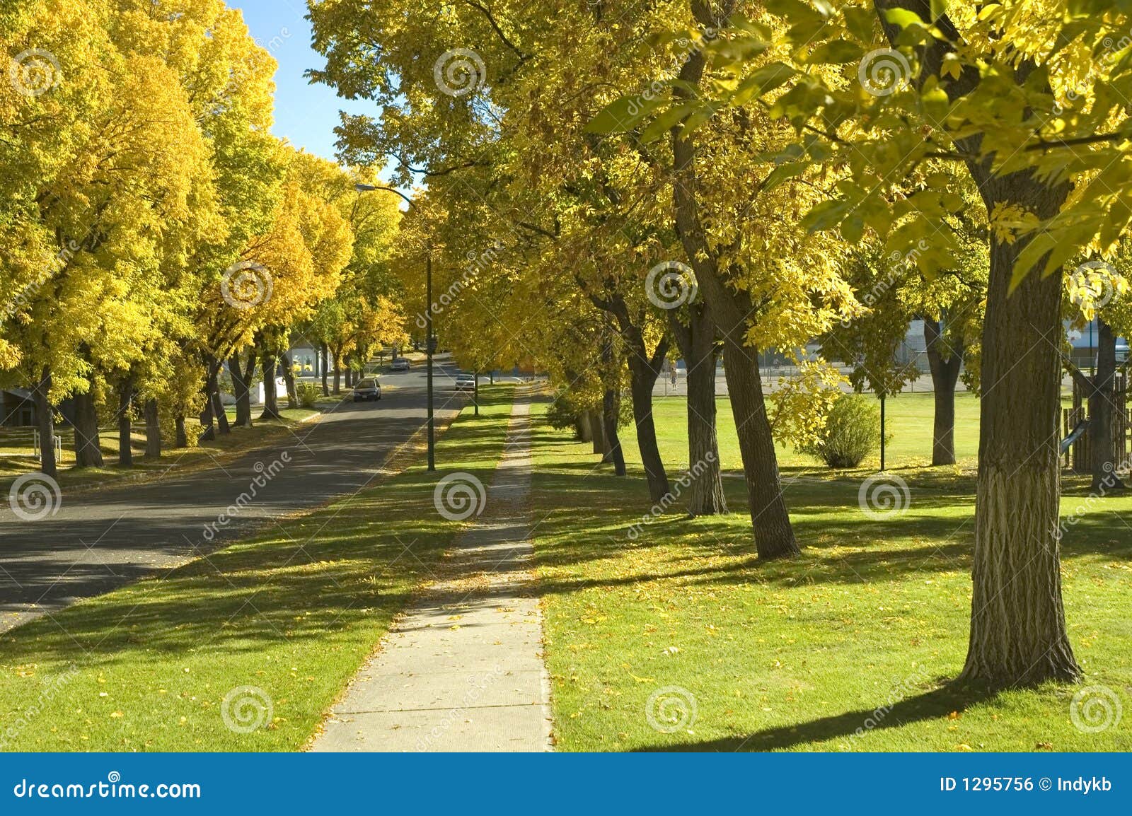De Bomen Van De Iep in De Herfst 1 Stock Foto - Image of iepen, park ...