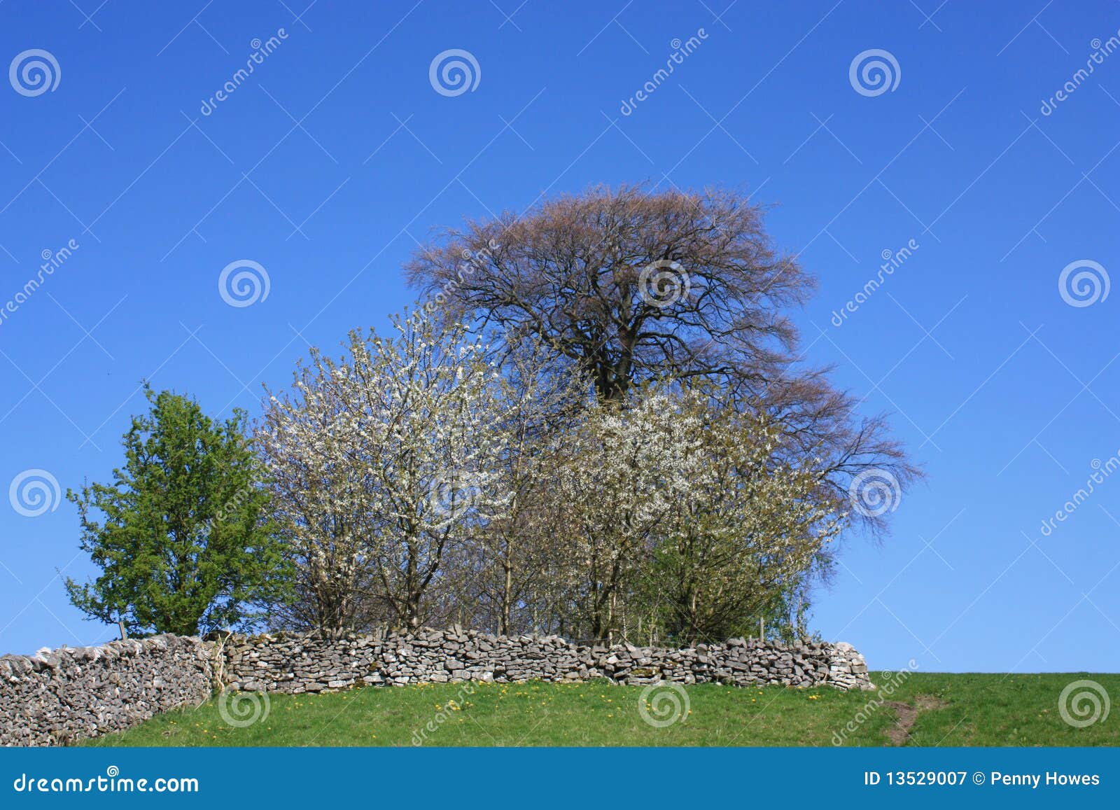 De bomen van de lente stock afbeelding. Image of nieuw - 13529007