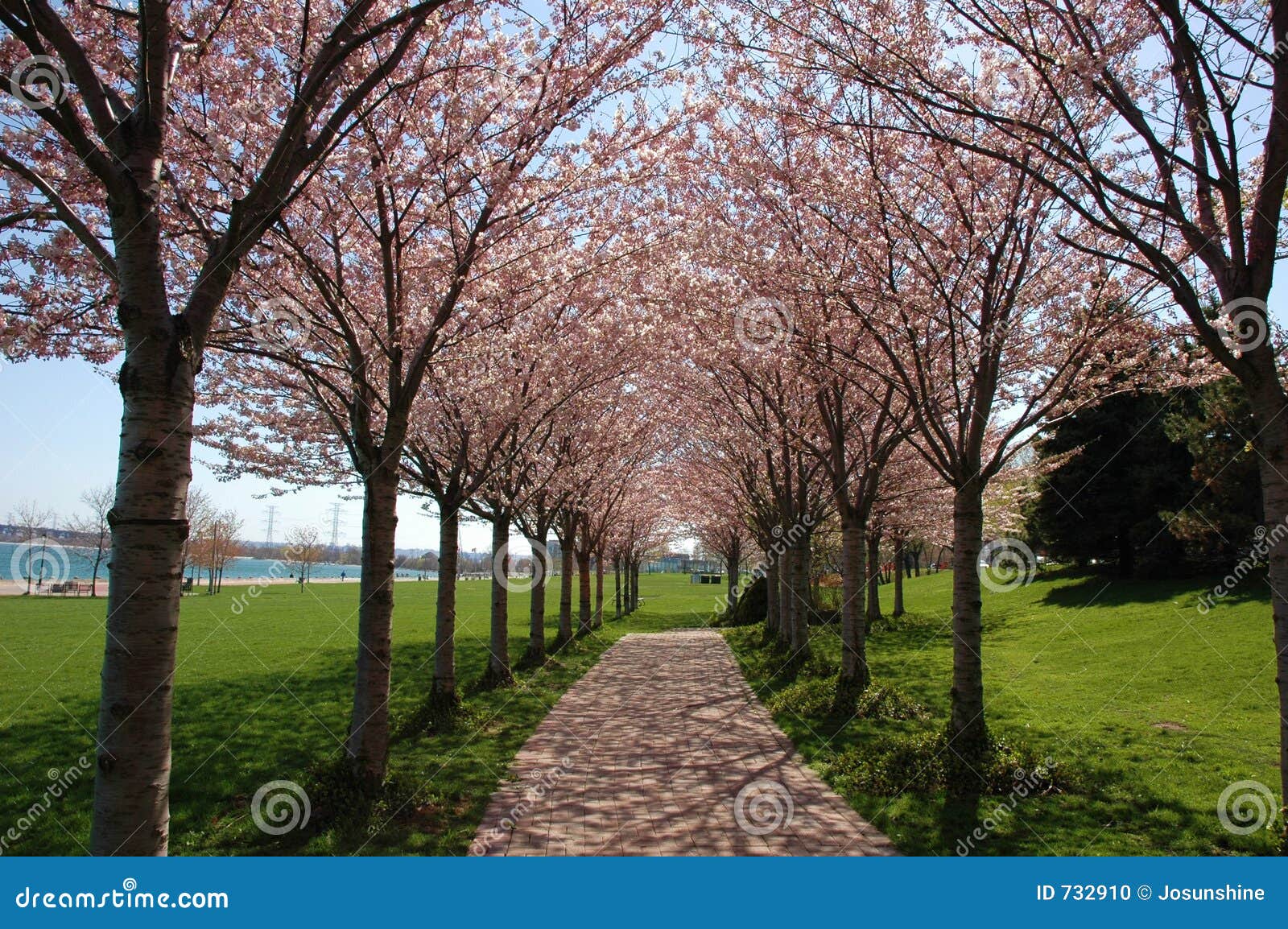 De Bomen van de lente stock foto. Image of bloei, groen - 732910