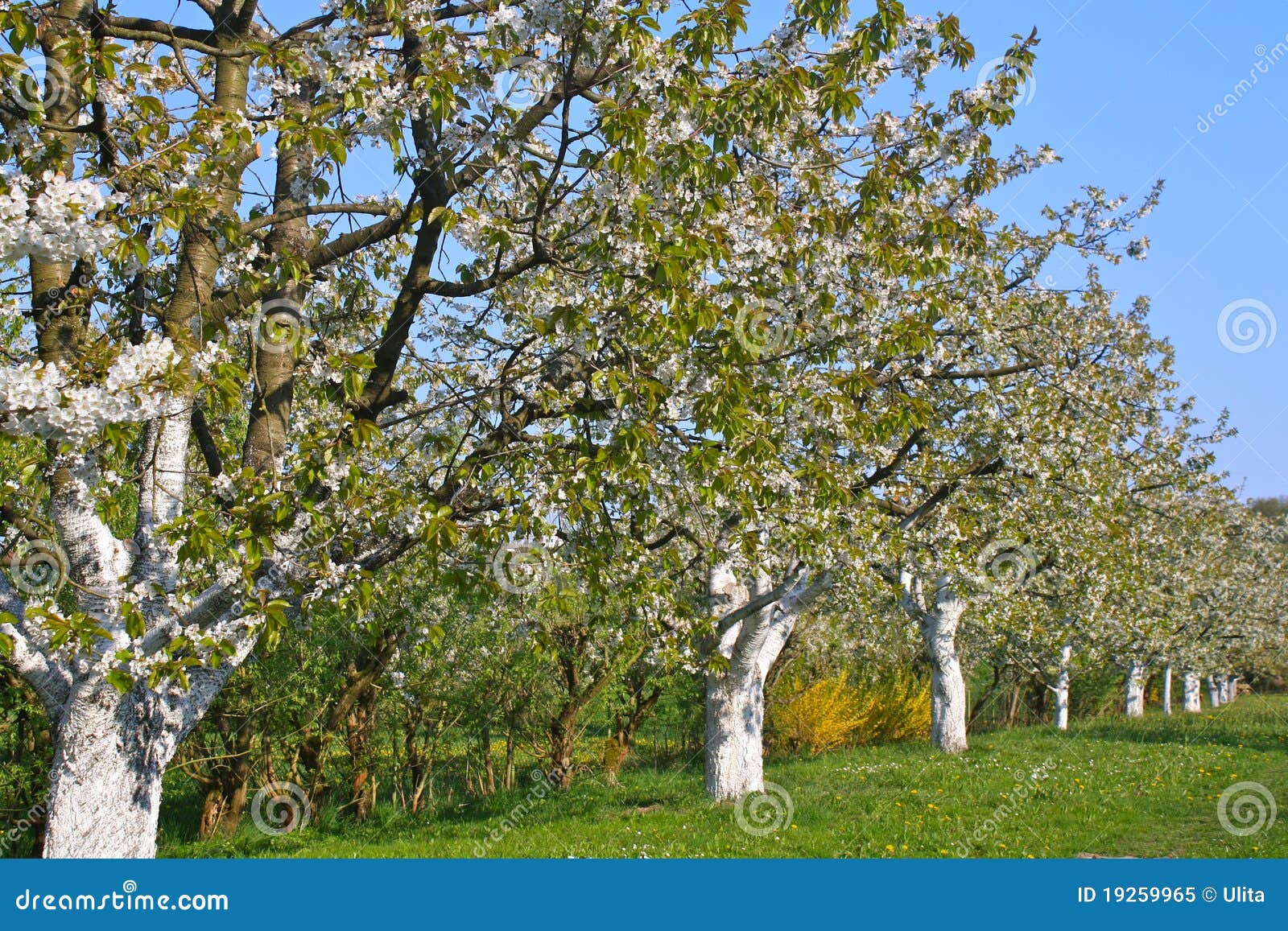 De Bomen Van De Lente in Bloesem, Beieren, Duitsland Stock Afbeelding ...