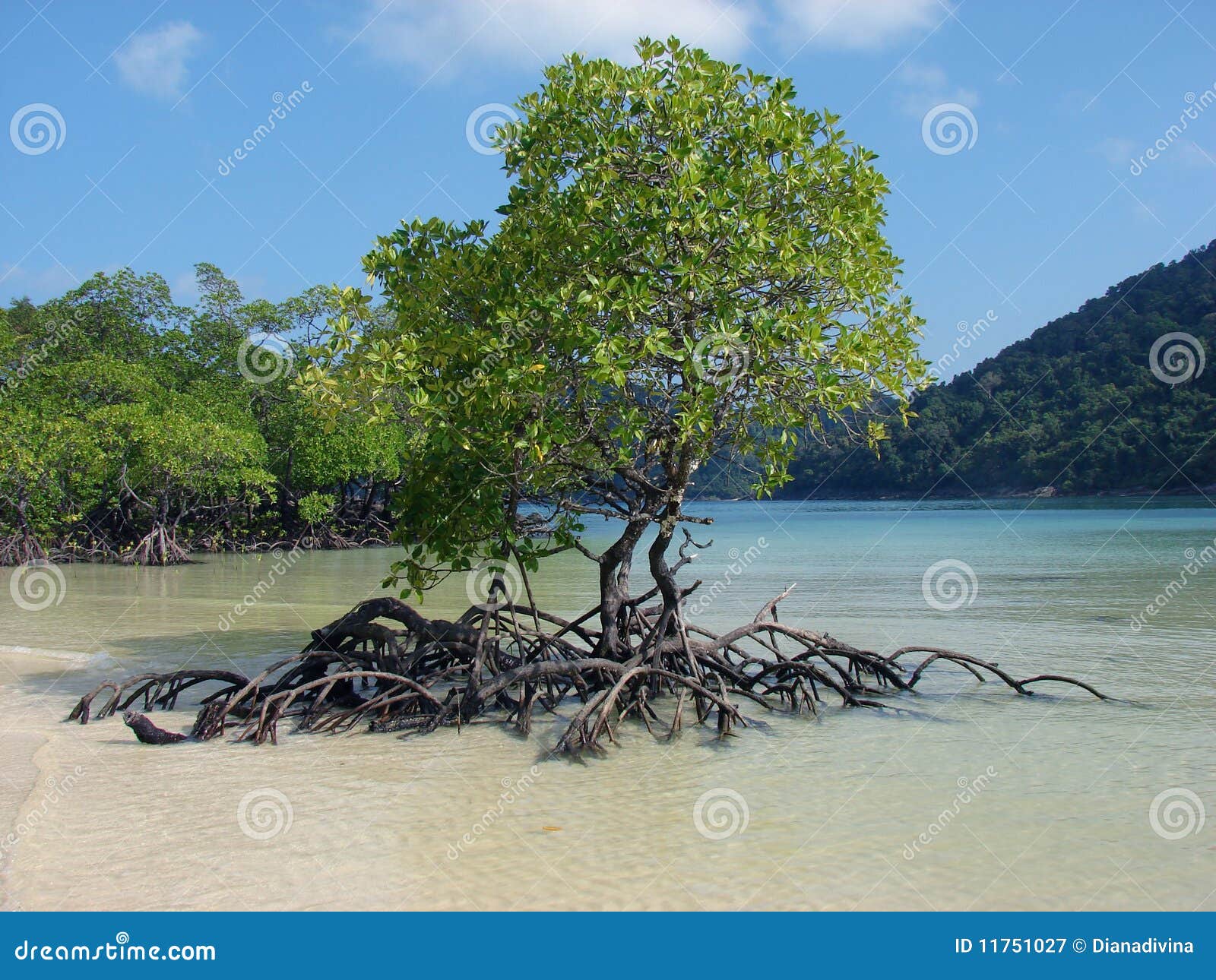 De Bomen Van De Mangrove in Baai Stock Afbeelding - Image of tafereel ...