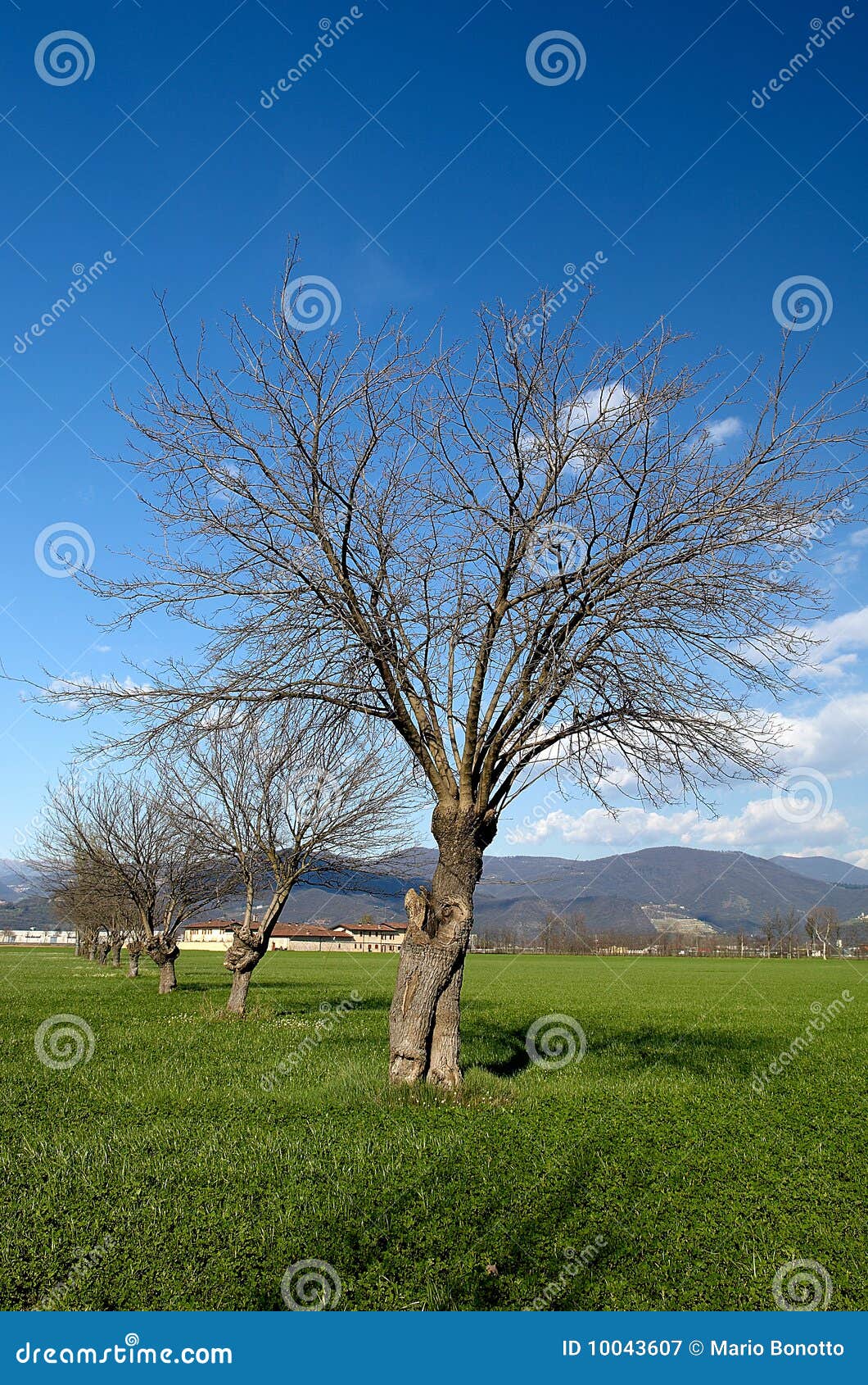 De Bomen Van De Moerbeiboom Stock Afbeelding - Image of lombardije ...