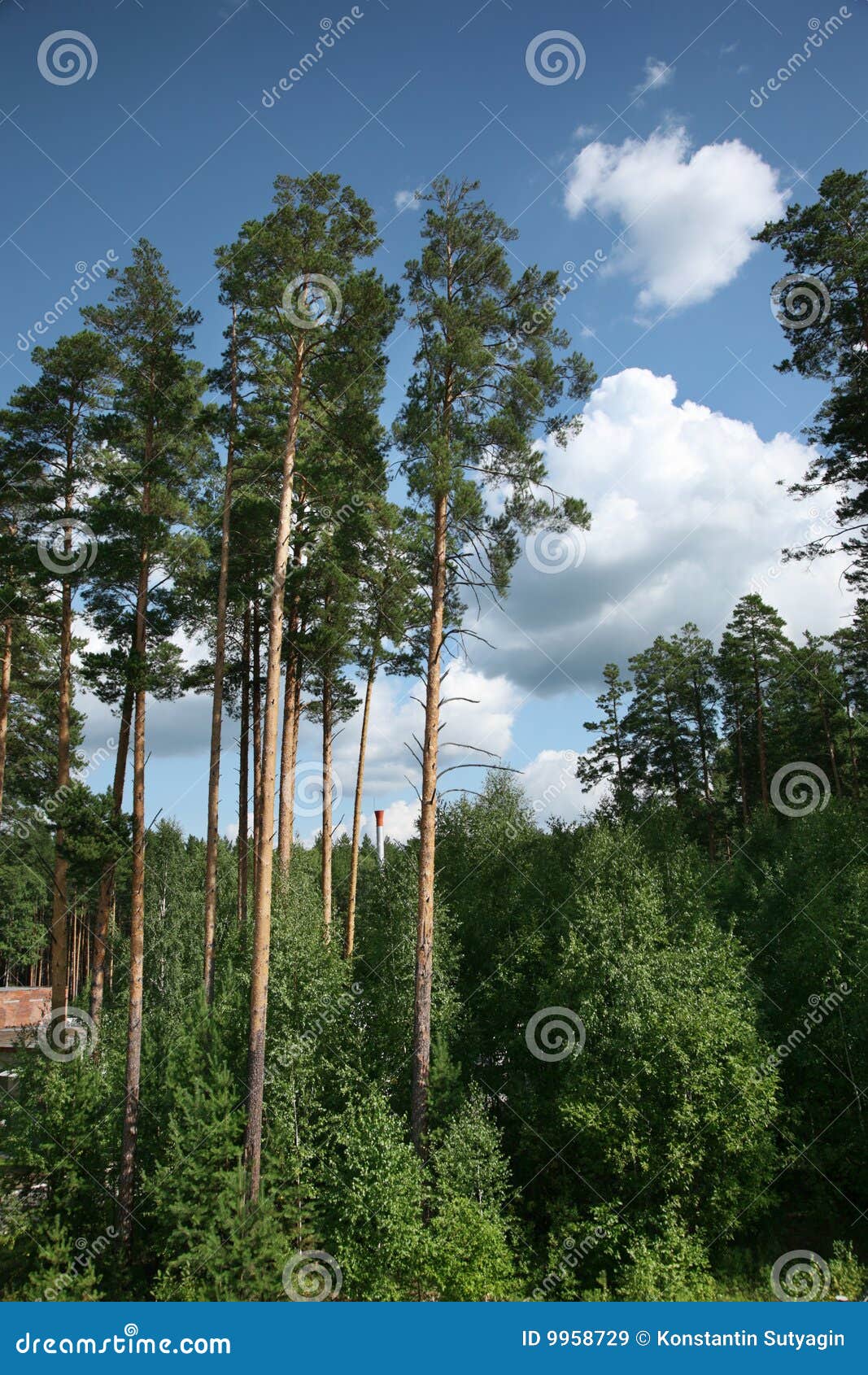 De bomen van de pijnboom stock afbeelding. Image of pijnboom - 9958729