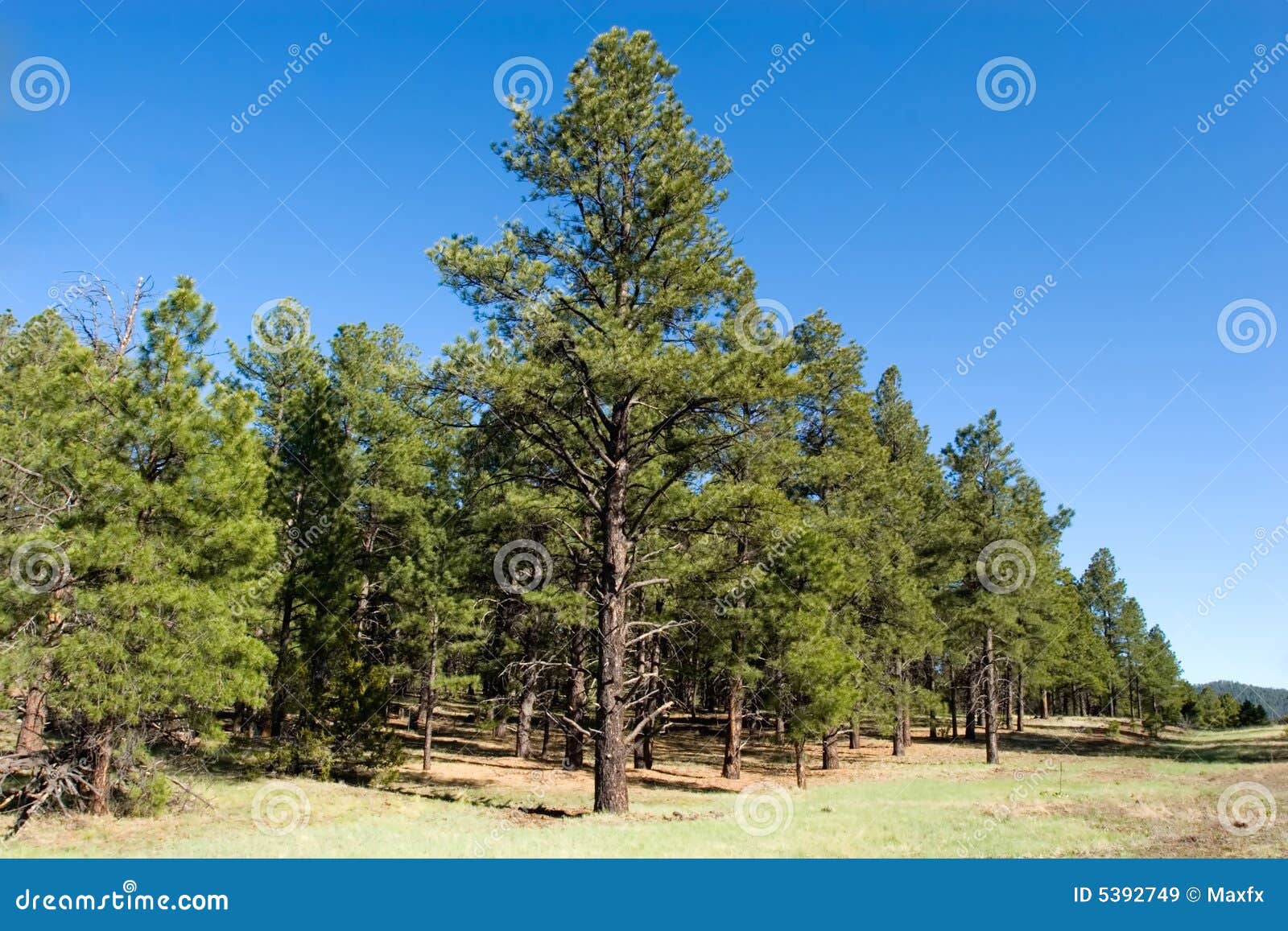 De Bomen Van De Pijnboom in Het Bos Stock Afbeelding - Image of ...