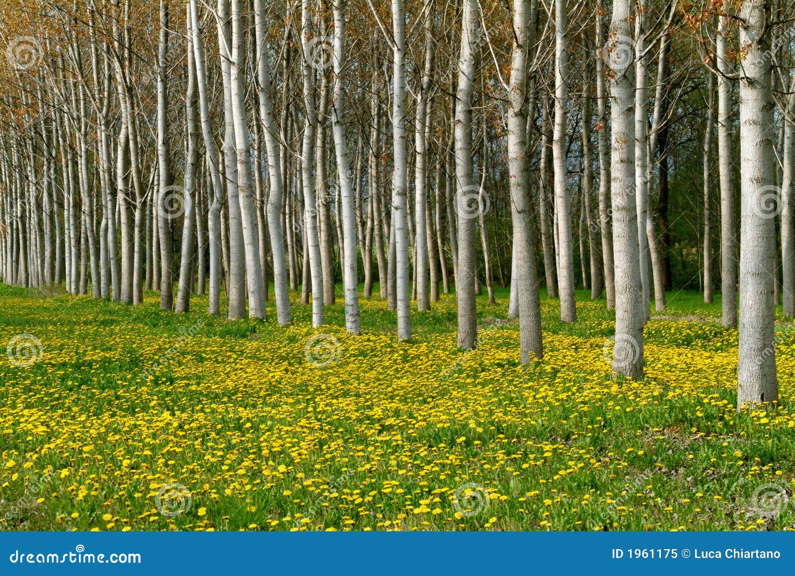 De Bomen Van De Populier in De Lente Stock Afbeelding - Image of ...