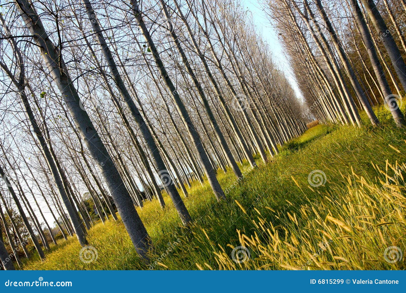De Bomen Van De Populier in Italië Stock Afbeelding - Image of ...