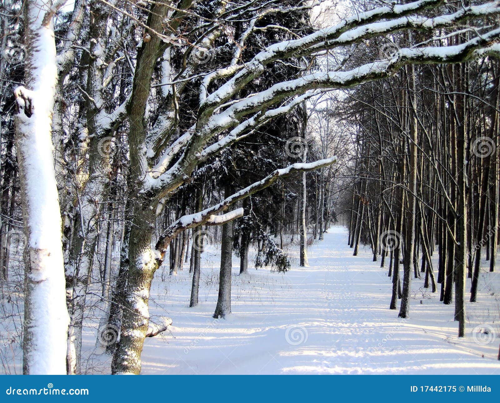 De bomen van de winter stock afbeelding. Image of ontspan - 17442175