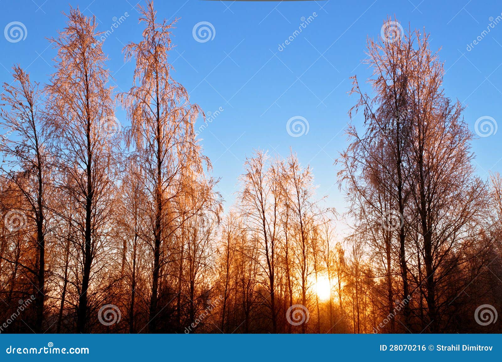 De Bomen Van De Winter Bij Zonsondergang Stock Foto - Image of ...