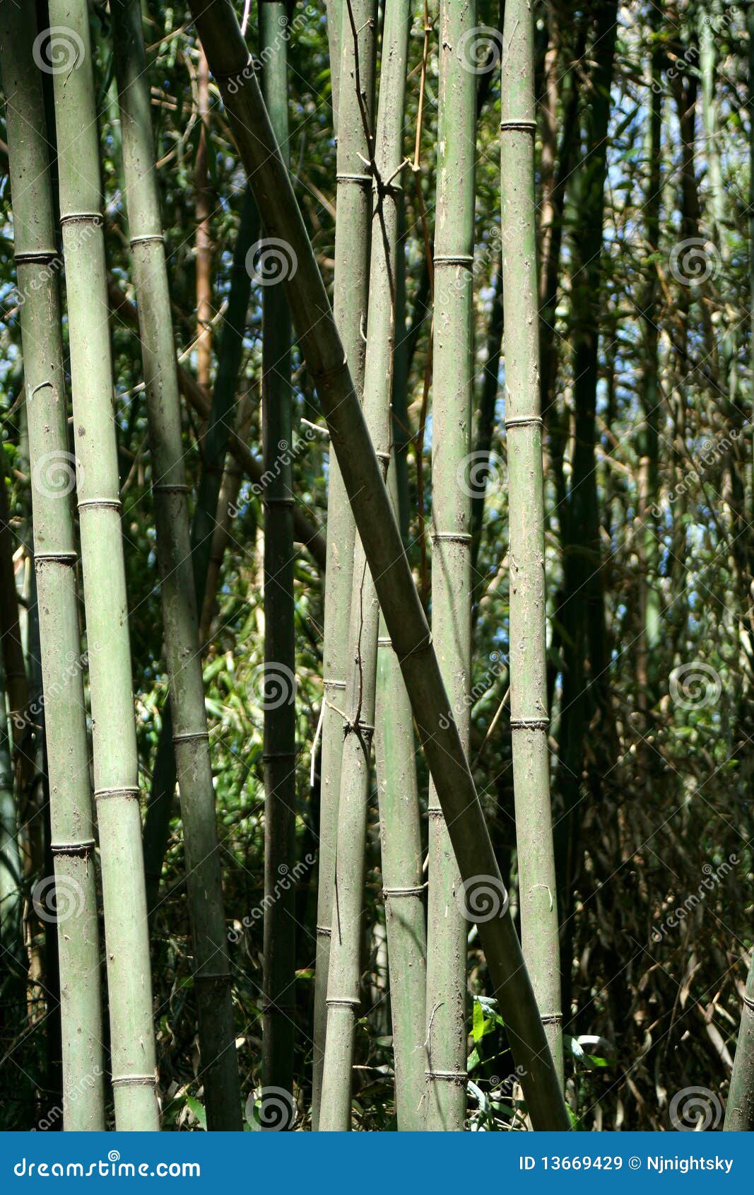 De bomen van het bamboe stock afbeelding. Image of steel - 13669429
