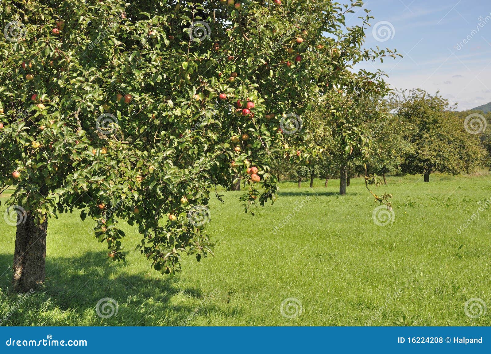 De Bomen Van Het Fruit in Ingediende #2, Baden Stock Foto - Image of ...