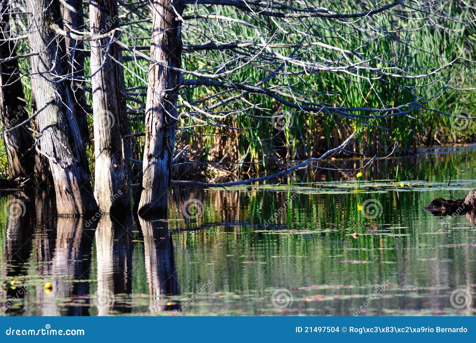 De bomen van het moeras stock foto. Image of overstroomd - 21497504