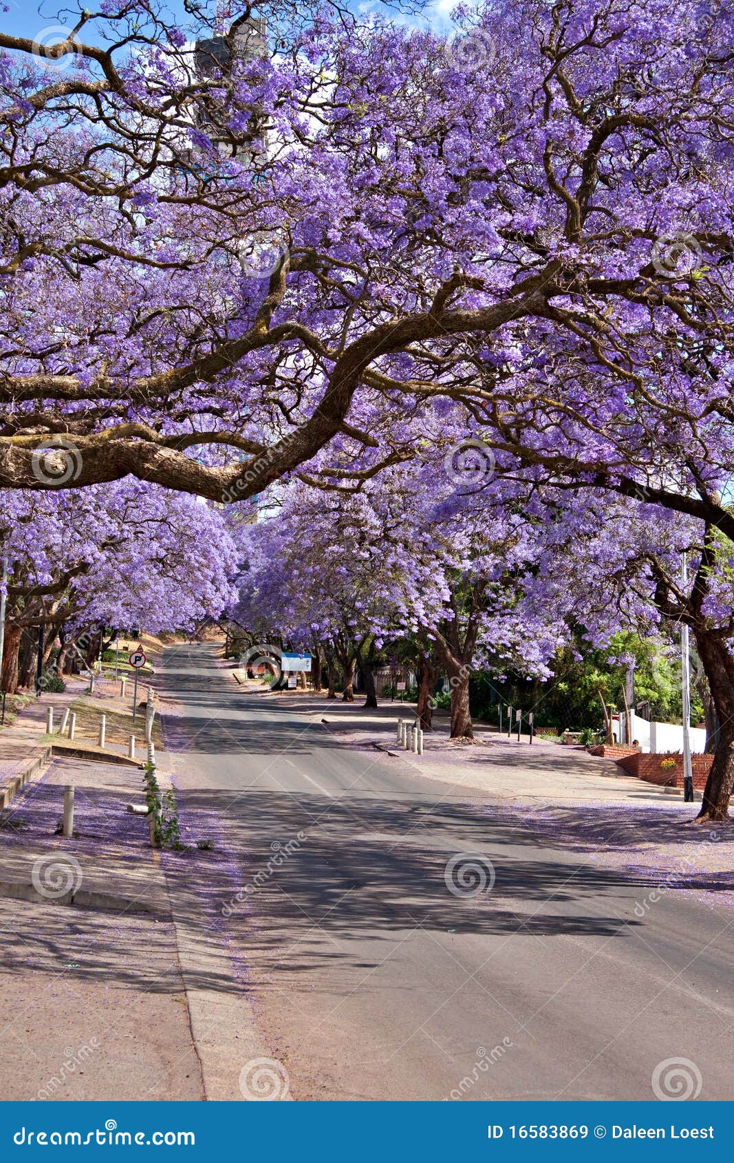 De bomen van Jacaranda stock afbeelding. Image of kleur - 16583869