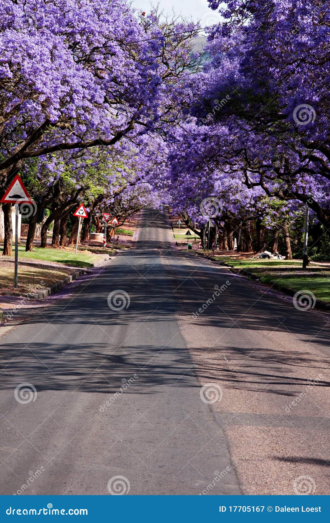 De bomen van Jacaranda stock afbeelding. Image of installatie - 17705167