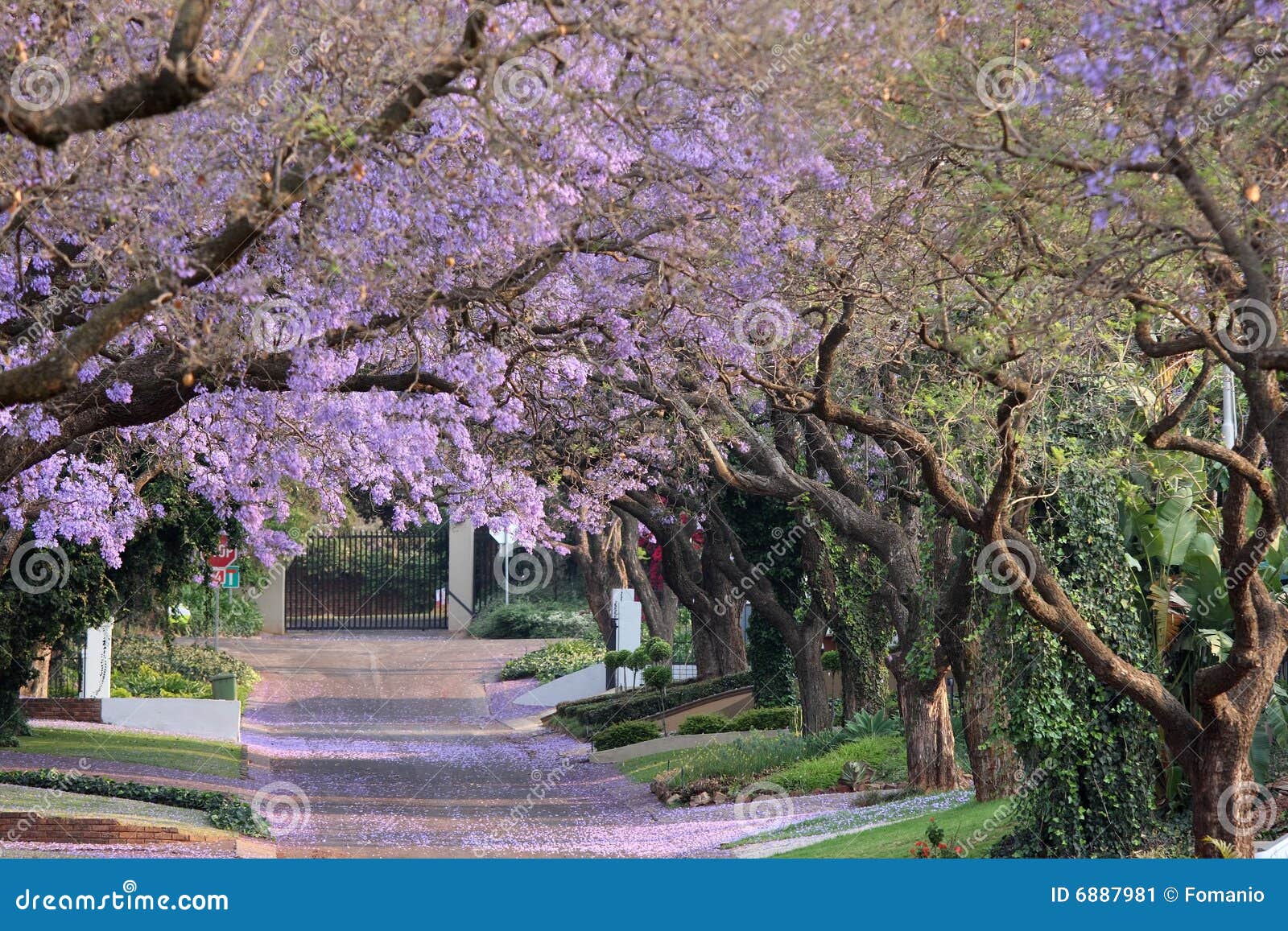 De Bomen van Jacaranda stock afbeelding. Image of stoep - 6887981