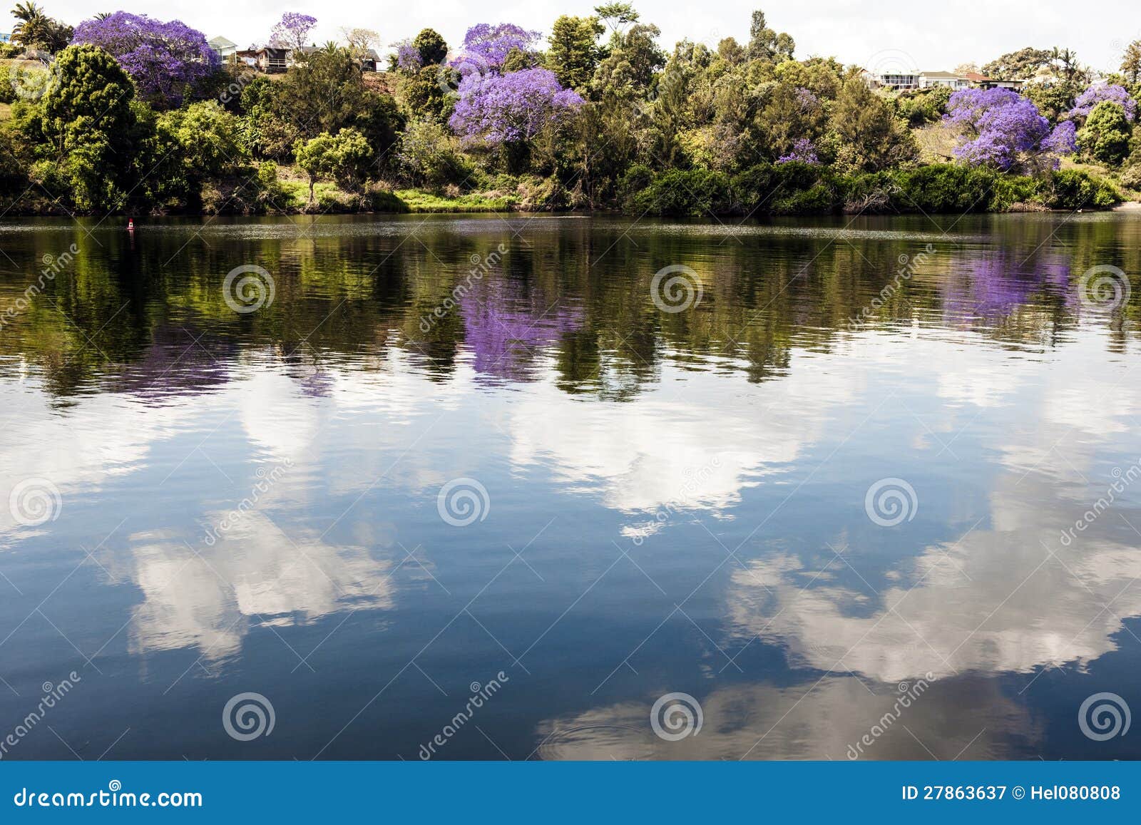 De Bomen Van Jacaranda Bij De Rivieroever Stock Afbeelding - Image of ...