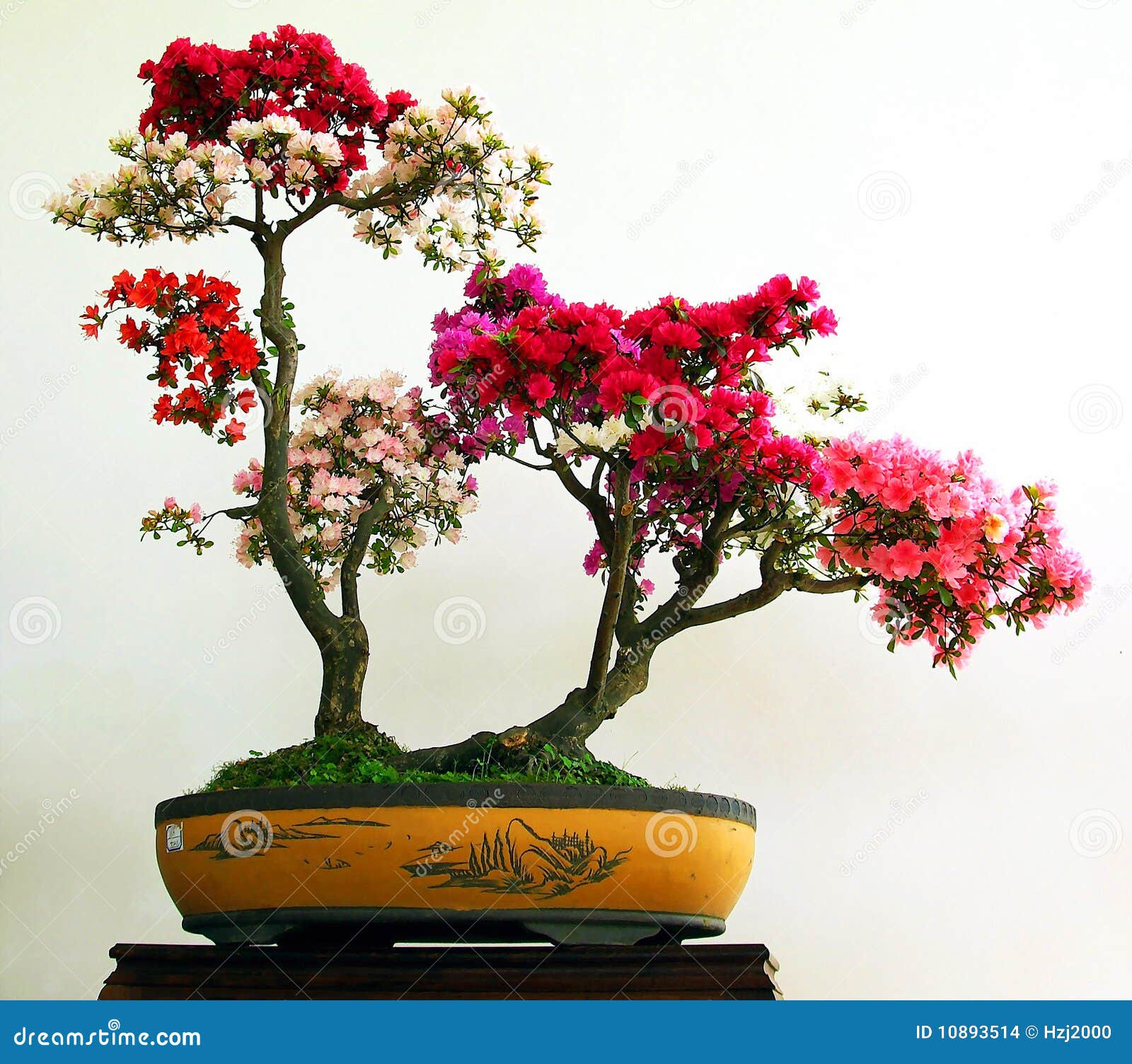 De bonsai van azalea's stock foto. Image of bloesems - 10893514