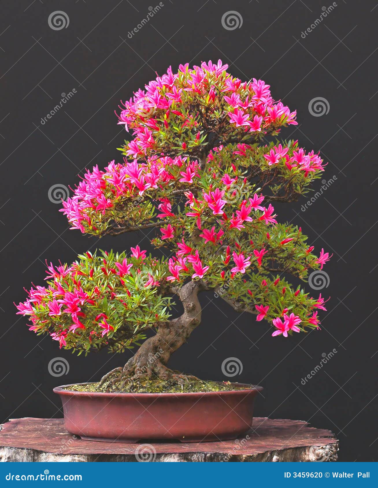 De Bonsai Van De Azalea in Bloei Stock Foto - Image of rood, bloemen ...