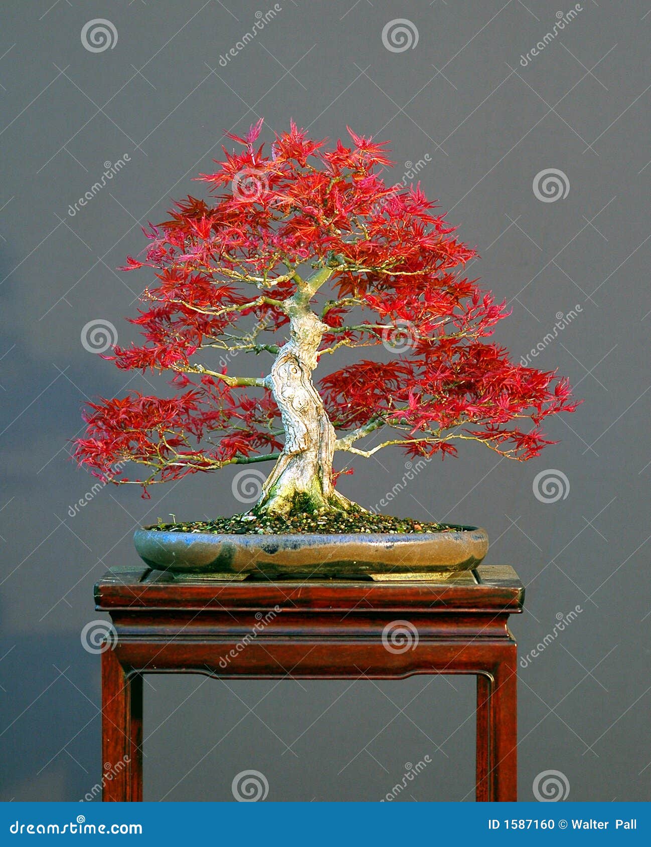 De Bonsai Van De Esdoorn in De Lente Stock Foto - Image of acer, boom ...